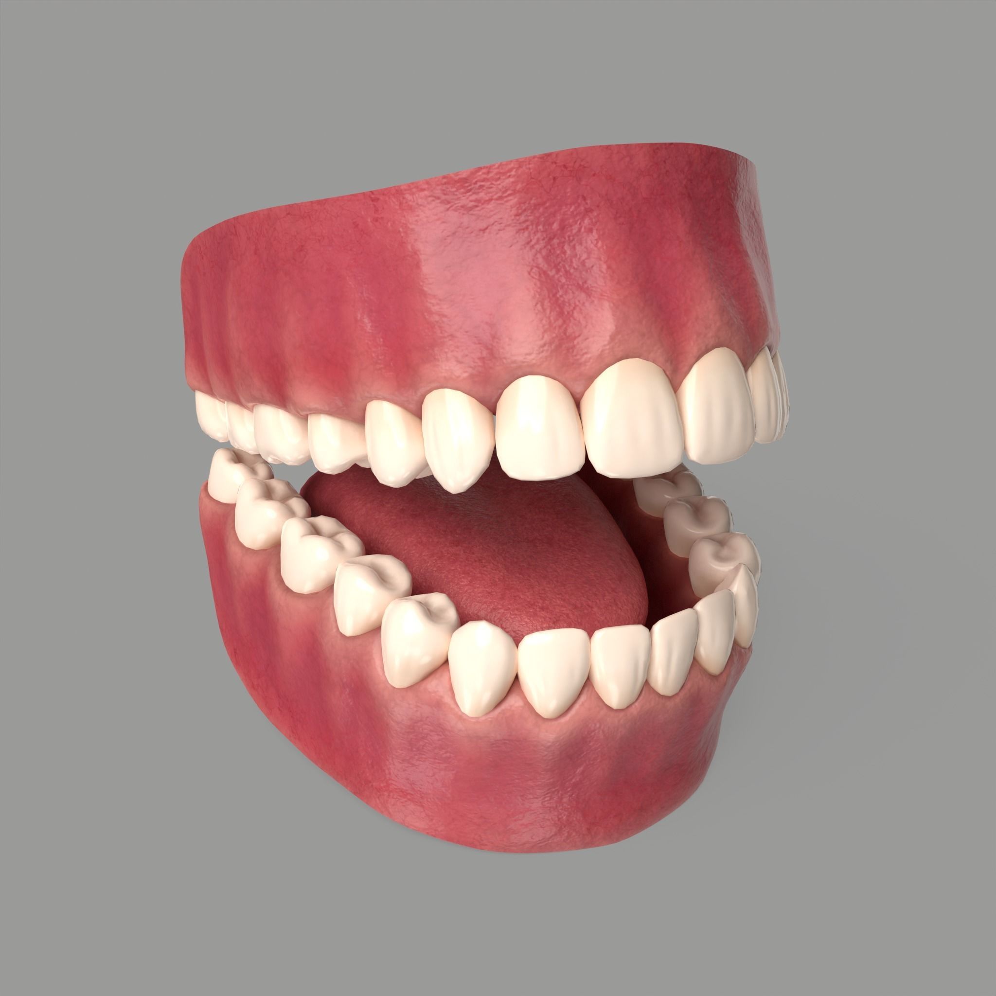 3D model Human Mouth Anatomy Teeth Gums Tongue VR / AR / low-poly ...