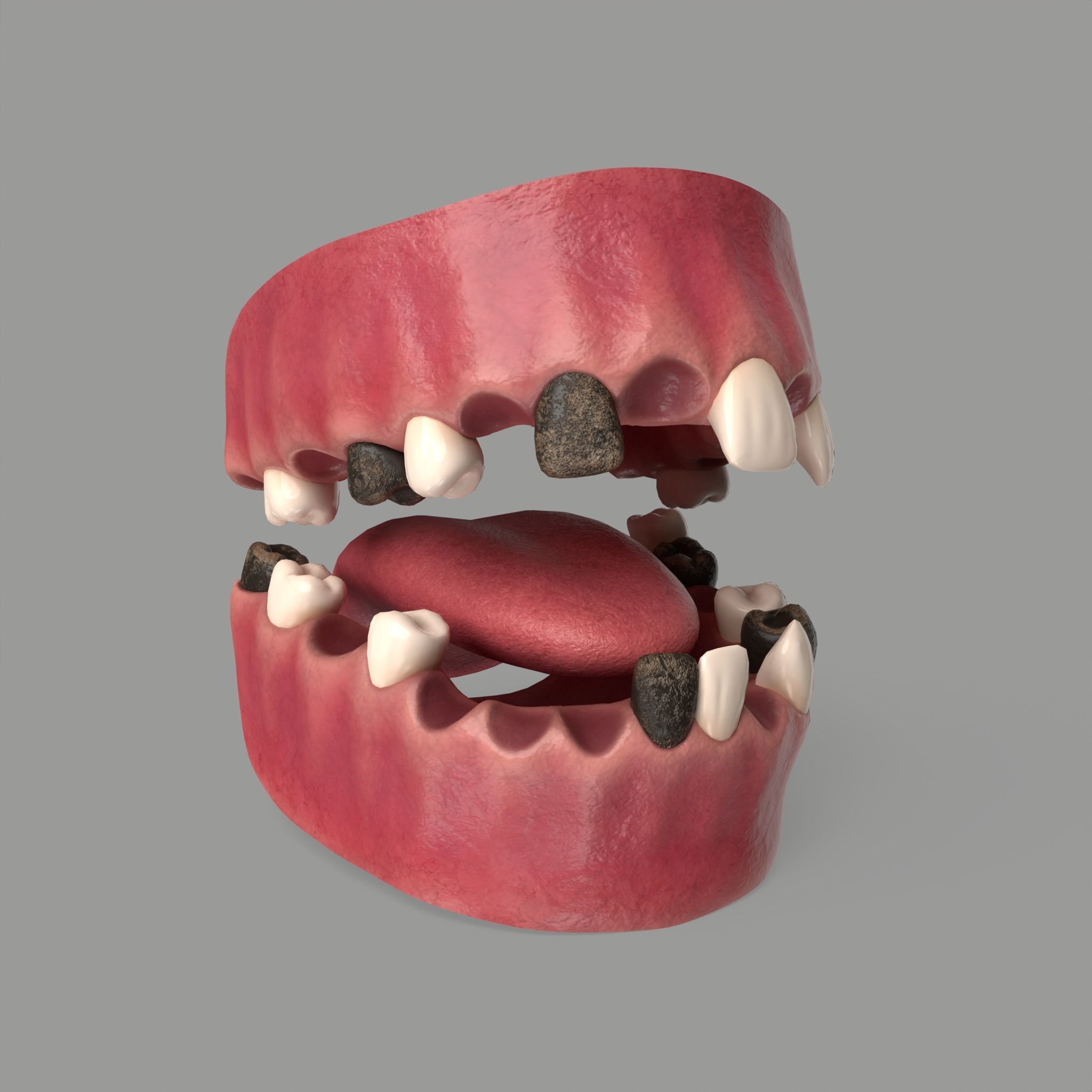 3D model Human Mouth Anatomy Teeth Gums Tongue VR / AR / low-poly ...