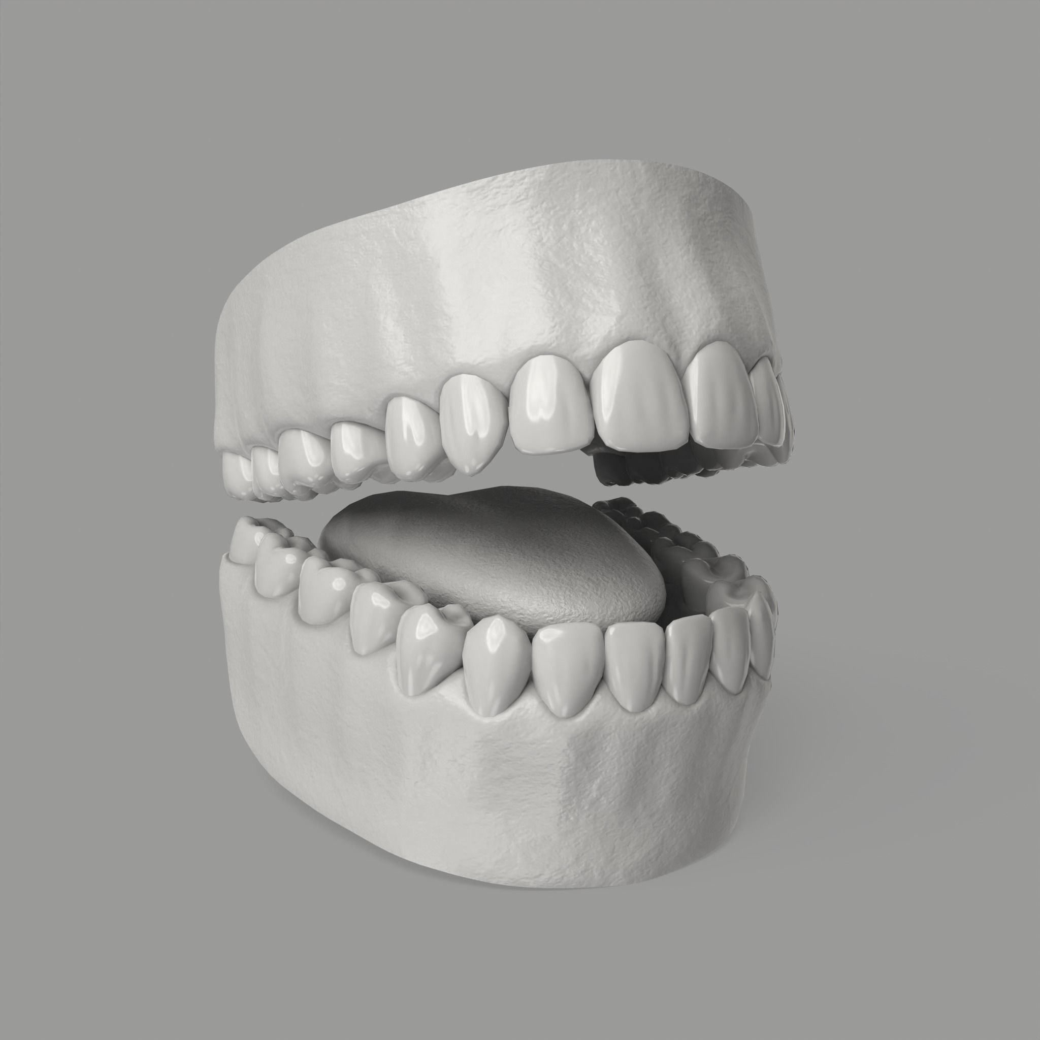 3D model Human Mouth Anatomy Teeth Gums Tongue VR / AR / low-poly ...