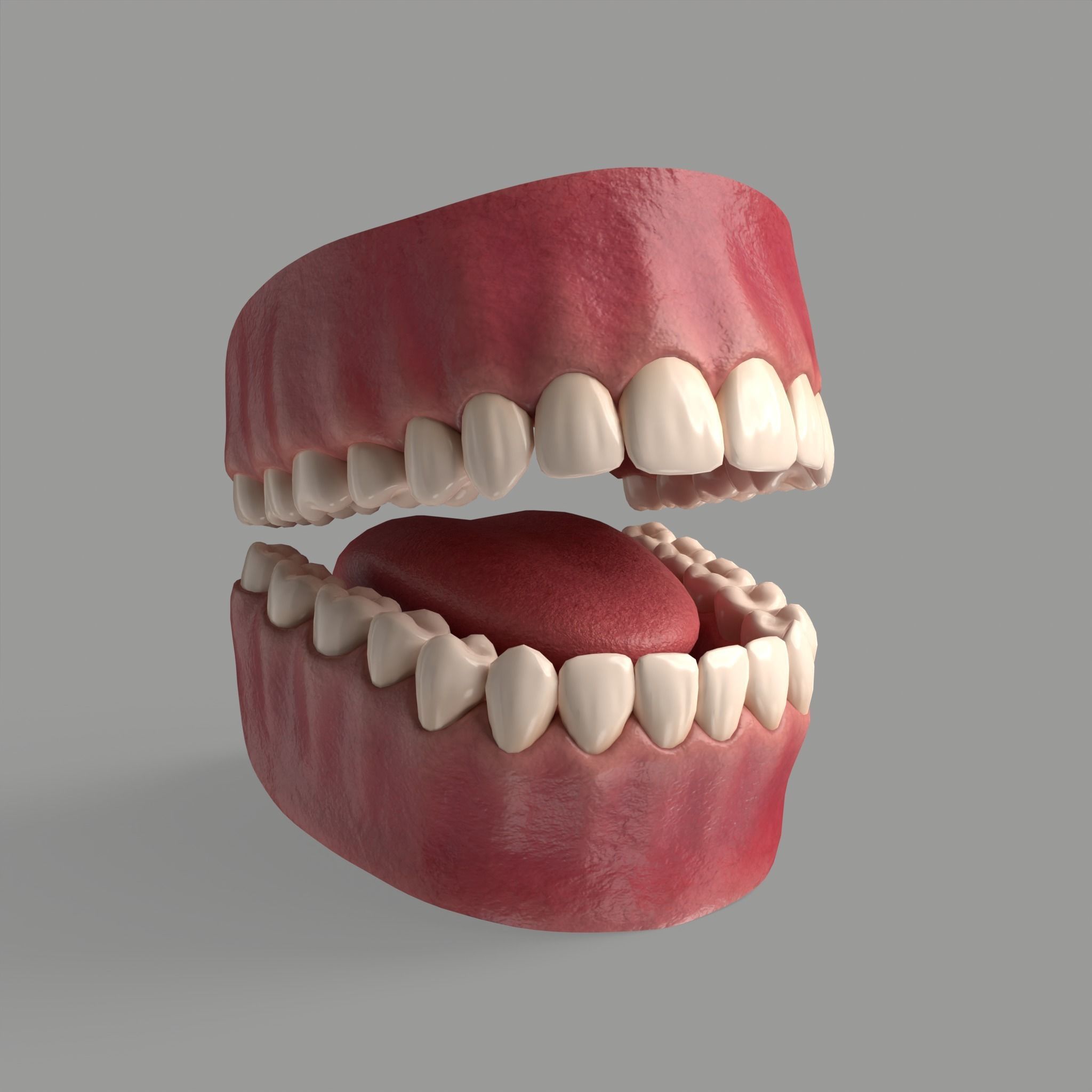 3D model Human Mouth Anatomy Teeth Gums Tongue VR / AR / low-poly ...