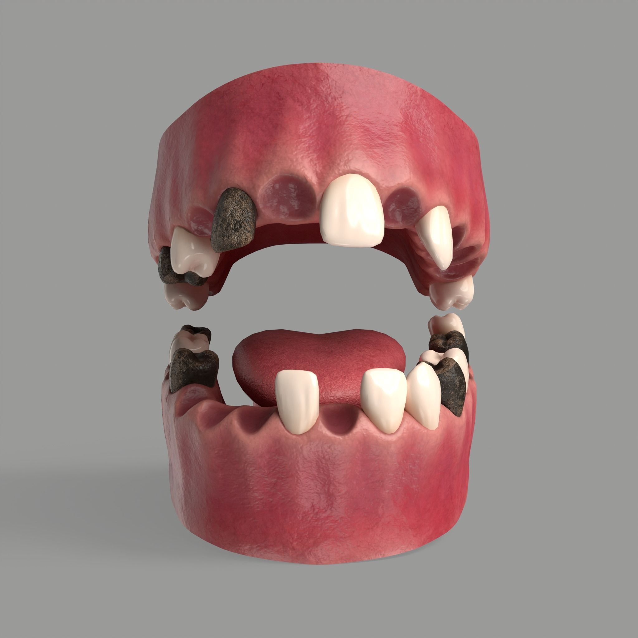 3D model Human Mouth Anatomy Teeth Gums Tongue VR / AR / low-poly ...