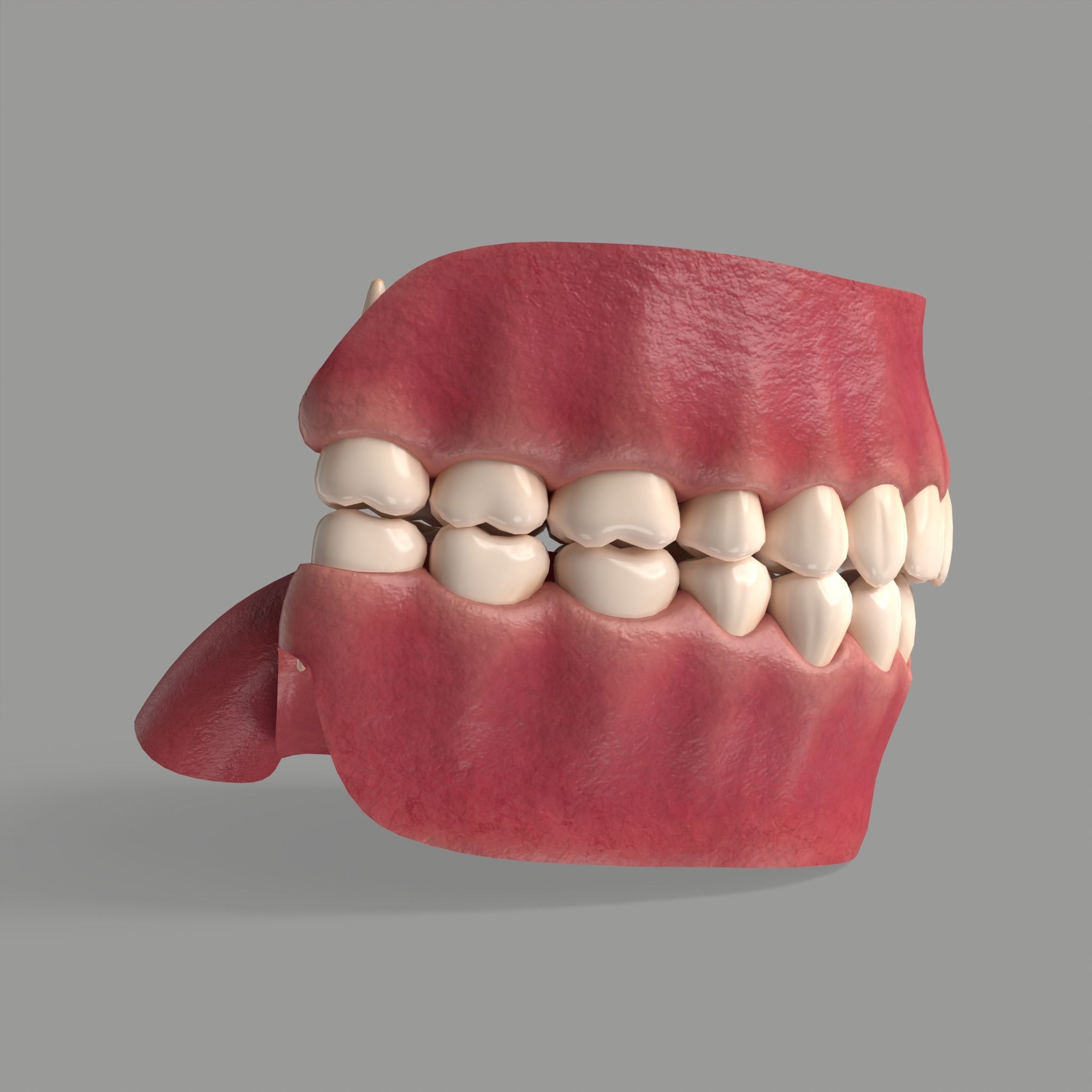 3D model Human Mouth Anatomy Teeth Gums Tongue VR / AR / low-poly ...