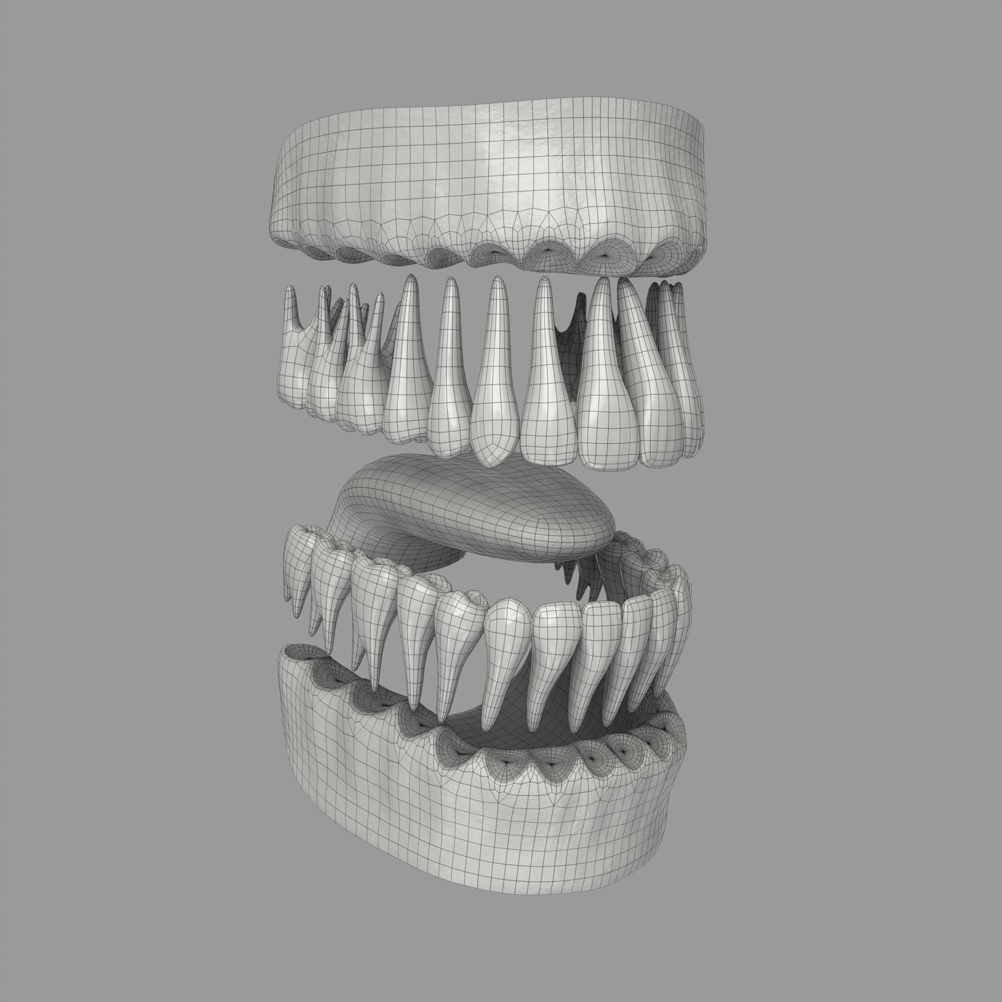 3D model Human Mouth Anatomy Teeth Gums Tongue VR / AR / low-poly ...