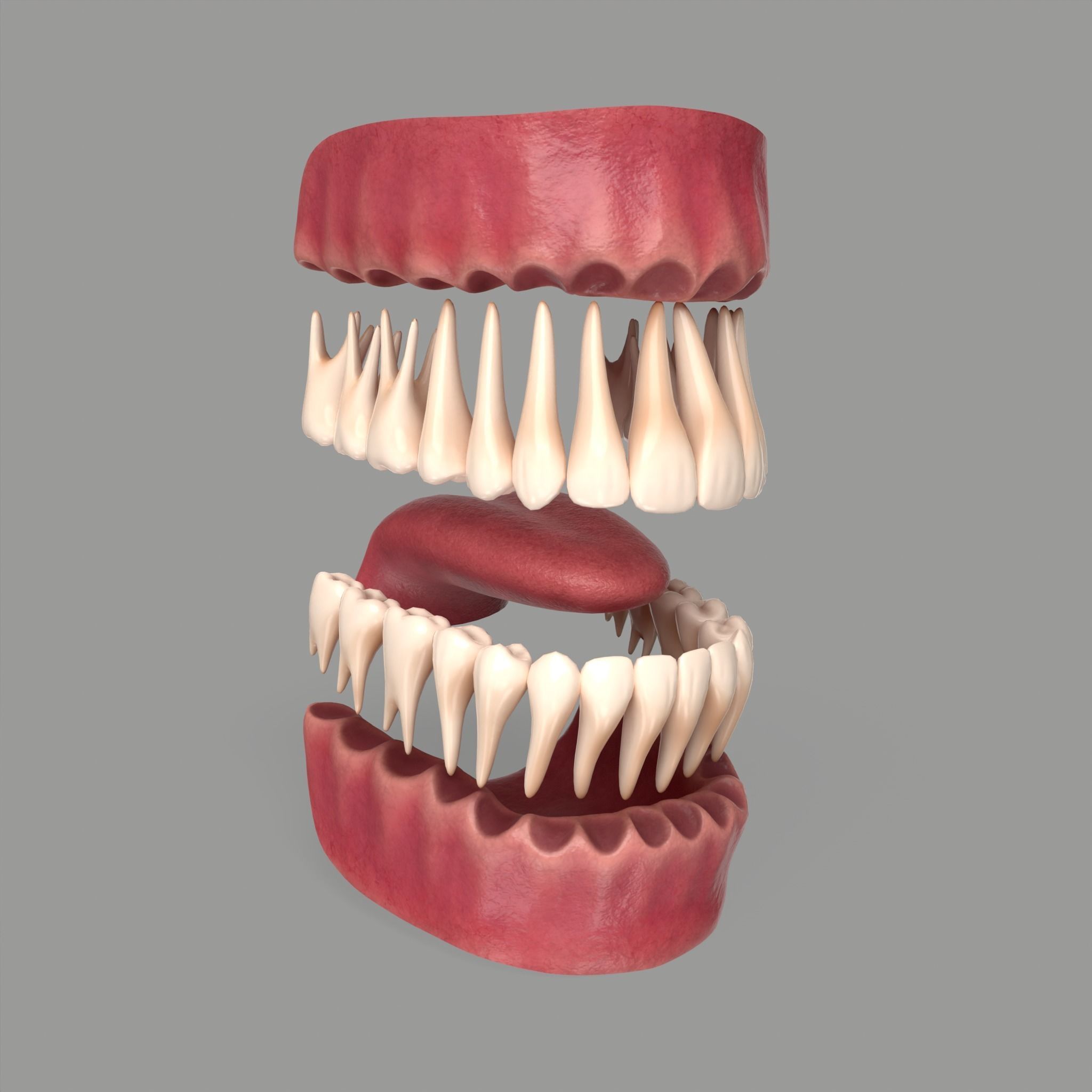 3D model Human Mouth Anatomy Teeth Gums Tongue VR / AR / low-poly ...