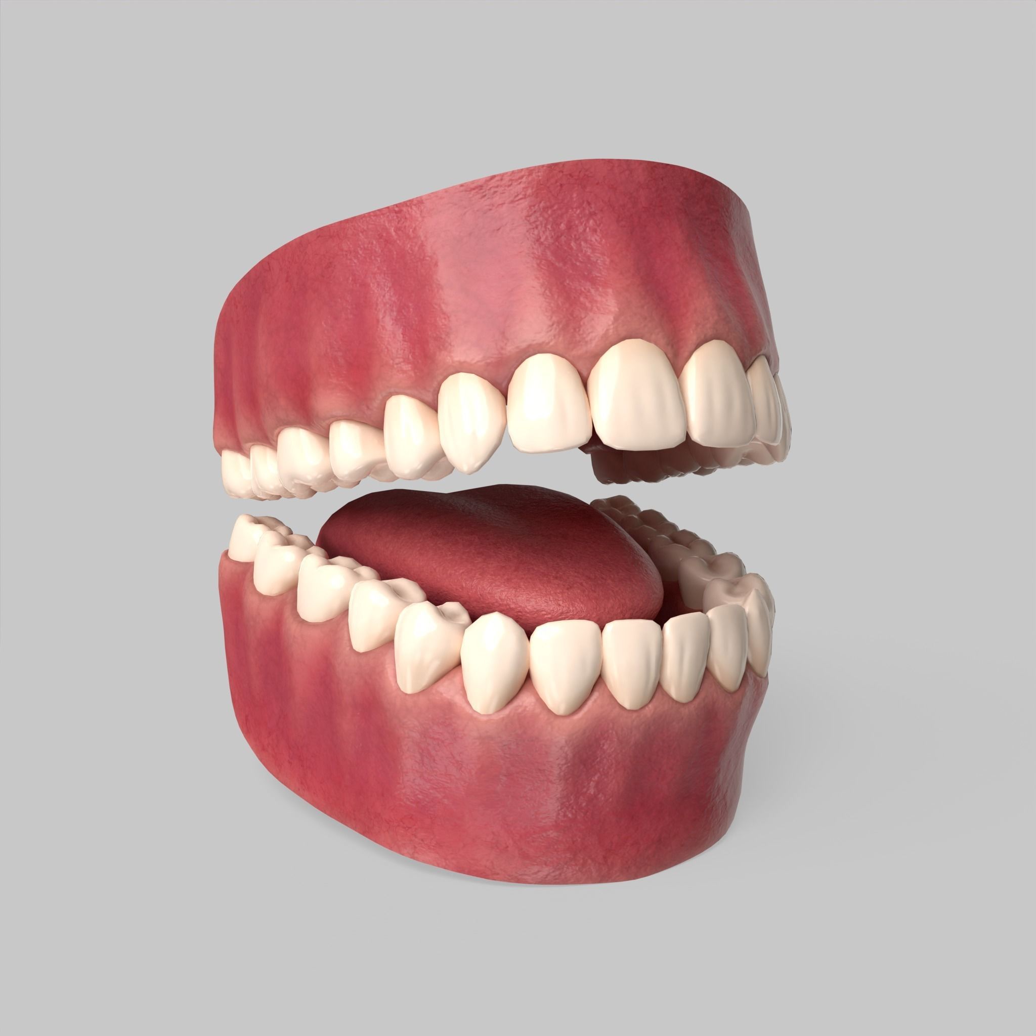 3D model Human Mouth Anatomy Teeth Gums Tongue VR / AR / low-poly ...