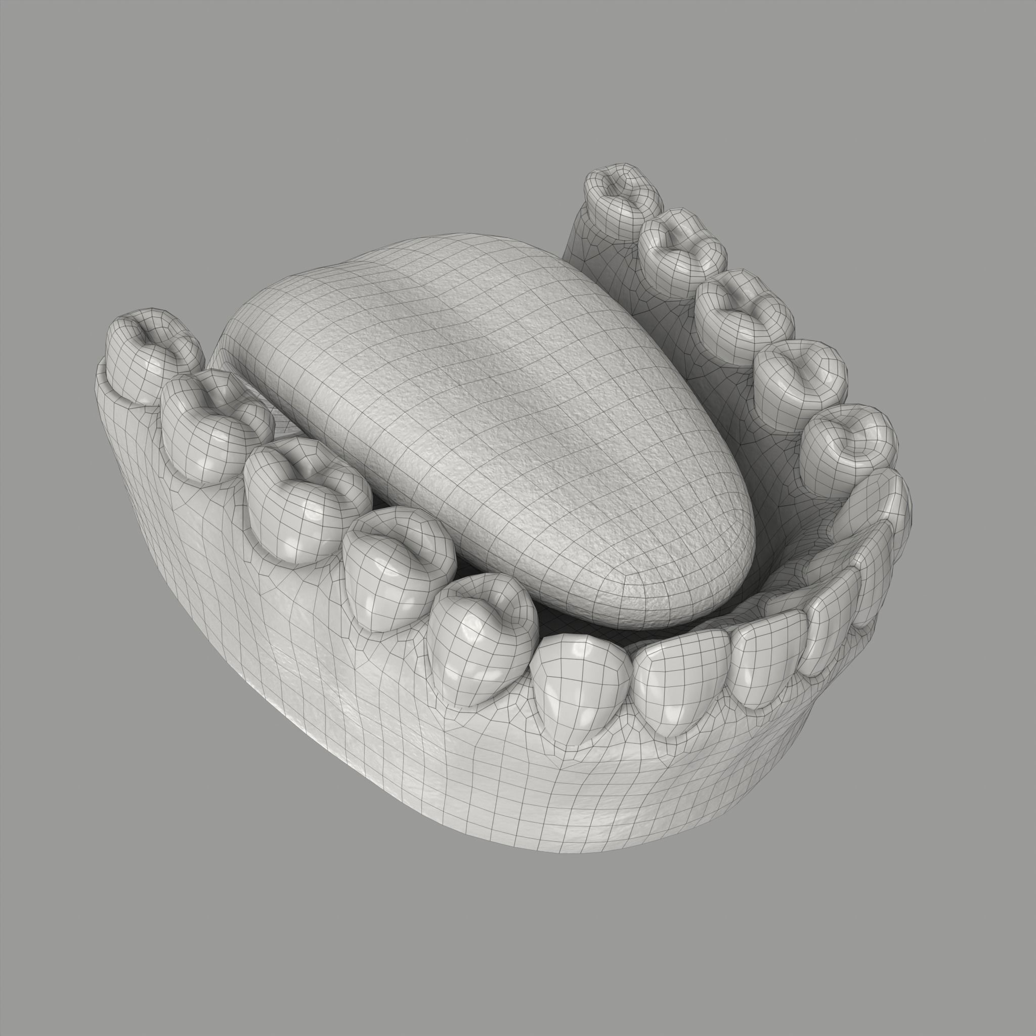 3D model Human Mouth Anatomy Teeth Gums Tongue VR / AR / low-poly ...