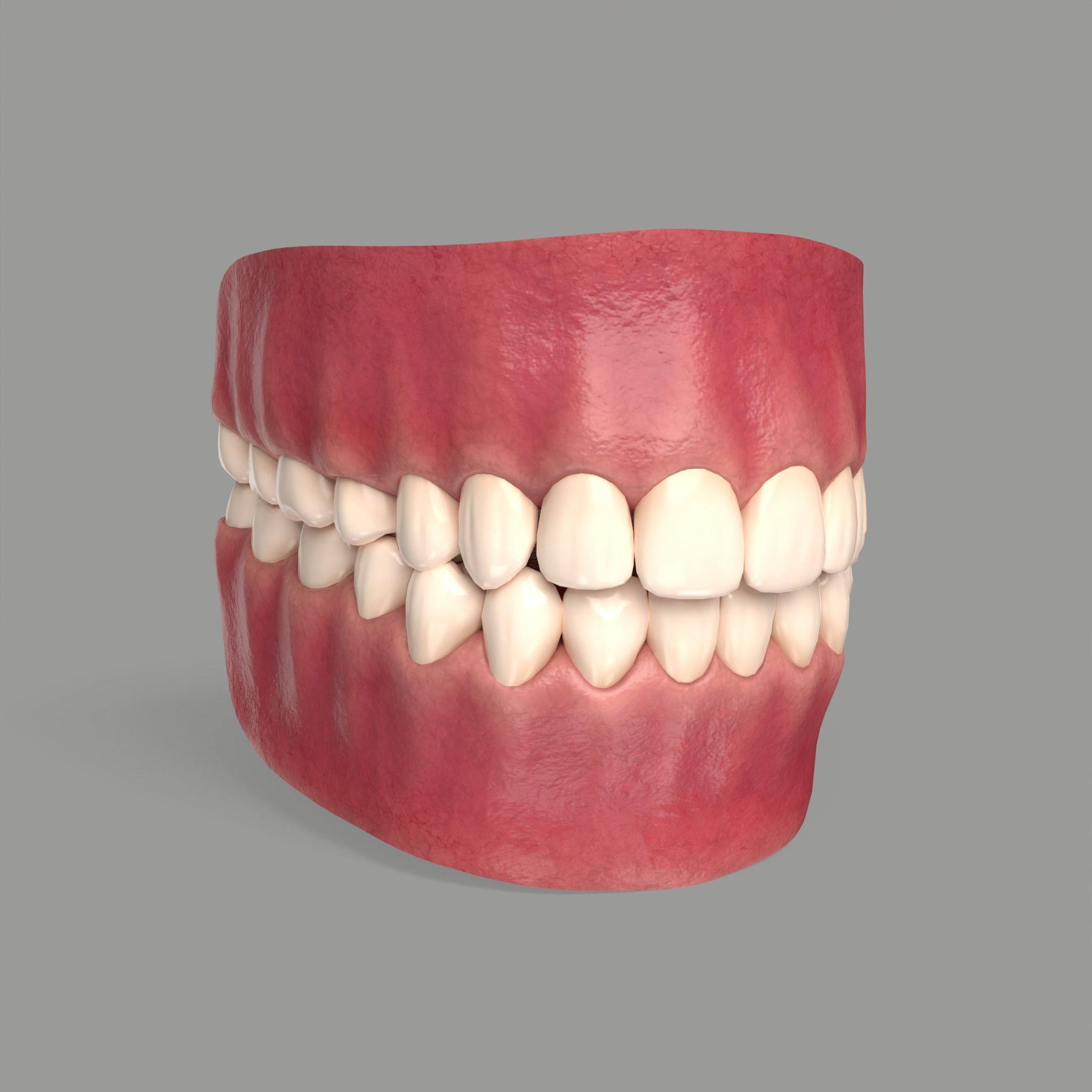3D model Human Mouth Anatomy Teeth Gums Tongue VR / AR / low-poly ...