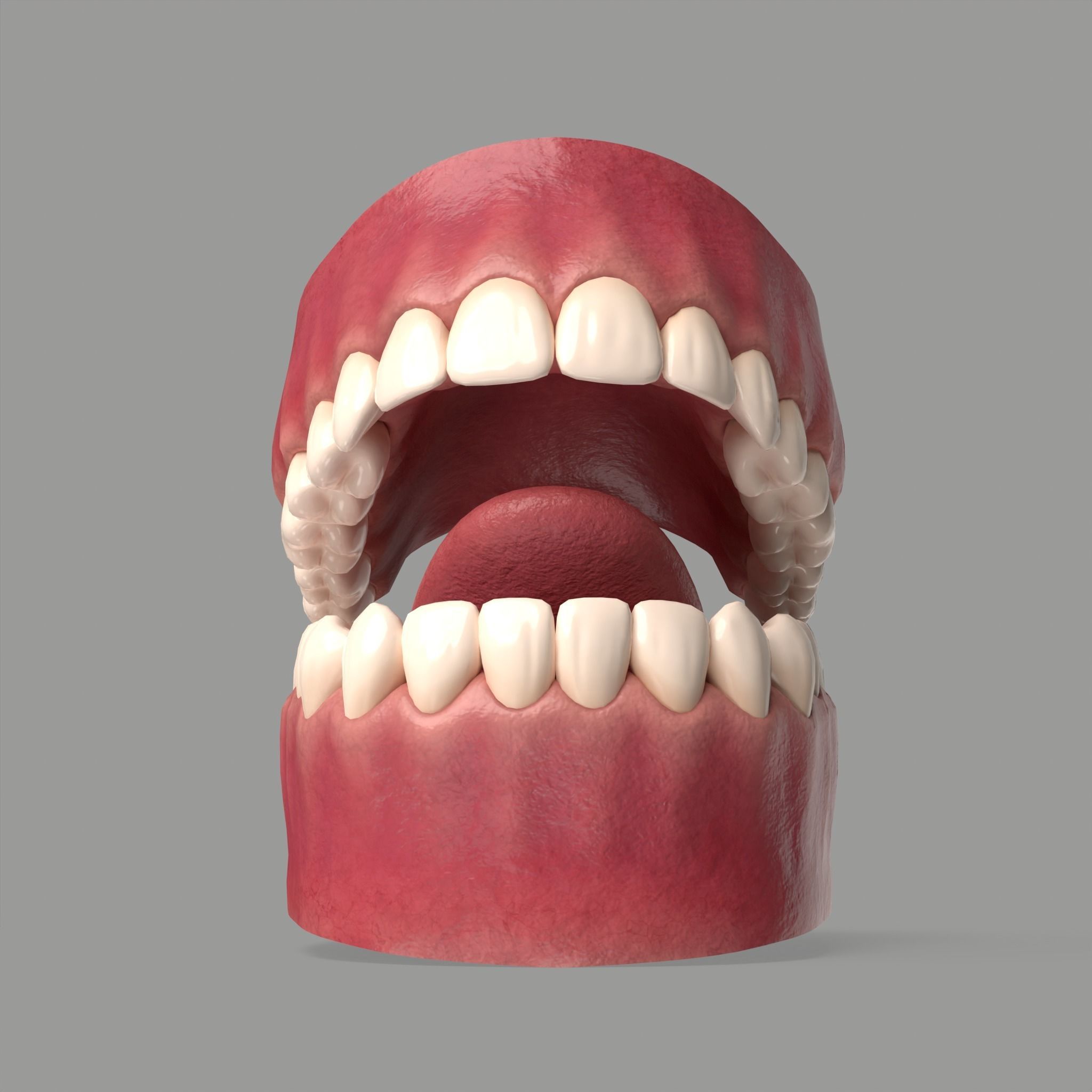 3D model Human Mouth Anatomy Teeth Gums Tongue VR / AR / low-poly ...