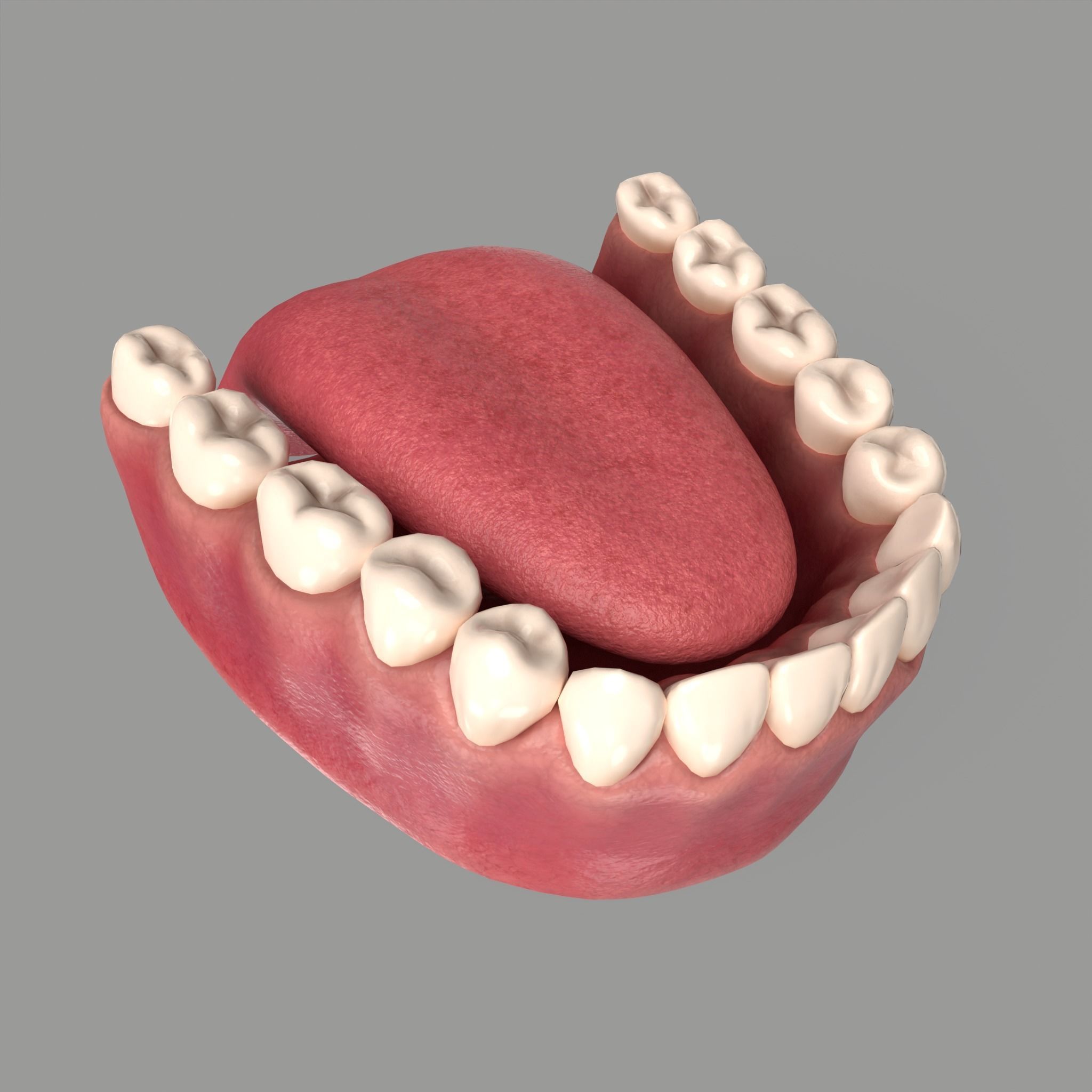 3D model Human Mouth Anatomy Teeth Gums Tongue VR / AR / low-poly ...
