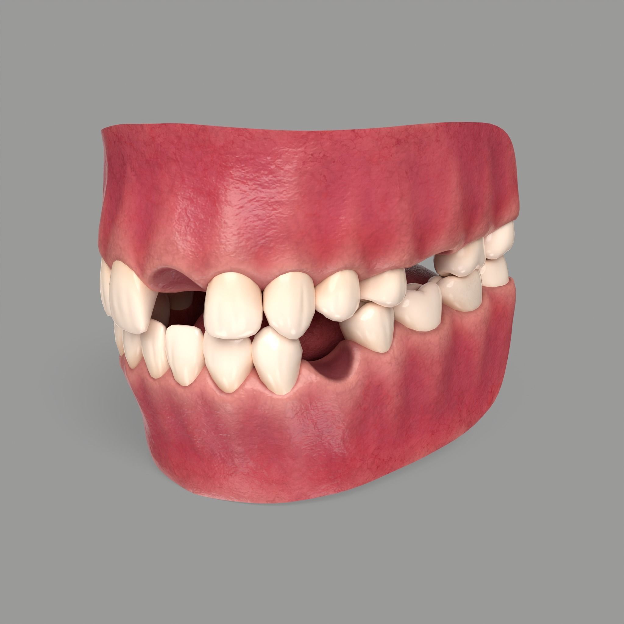 3D model Human Mouth Anatomy Teeth Gums Tongue VR / AR / low-poly ...