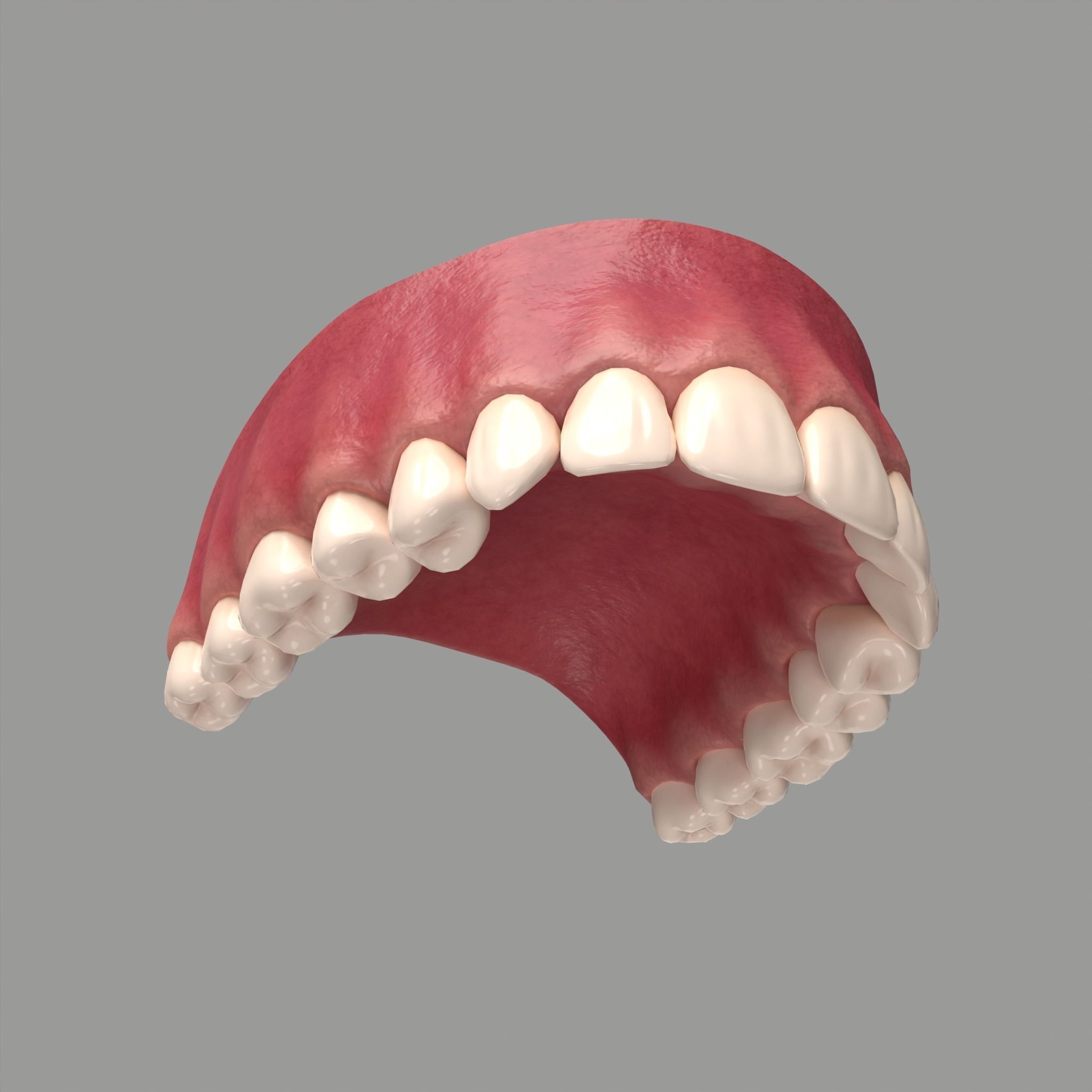 3D model Human Mouth Anatomy Teeth Gums Tongue VR / AR / low-poly ...