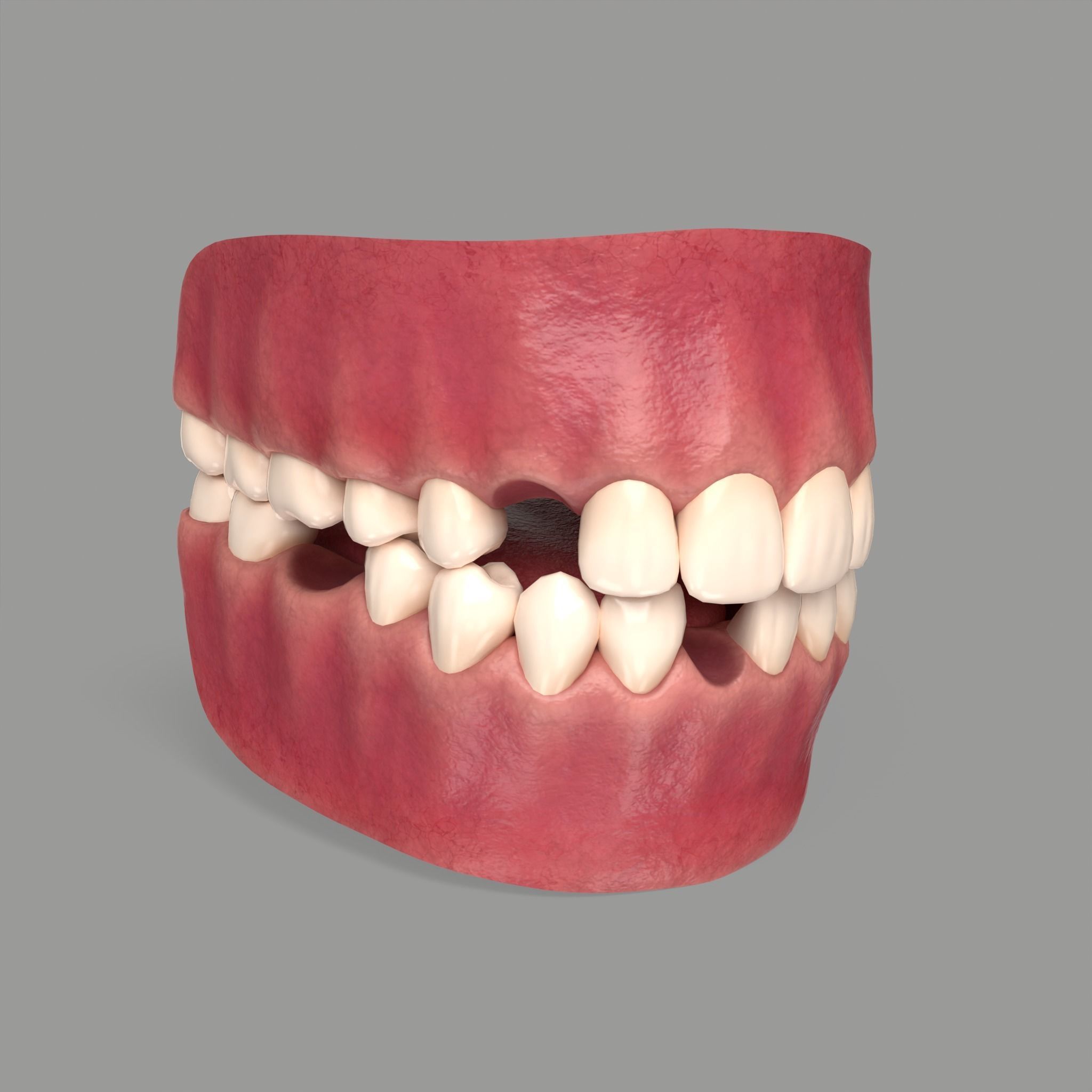 3D model Human Mouth Anatomy Teeth Gums Tongue VR / AR / low-poly ...