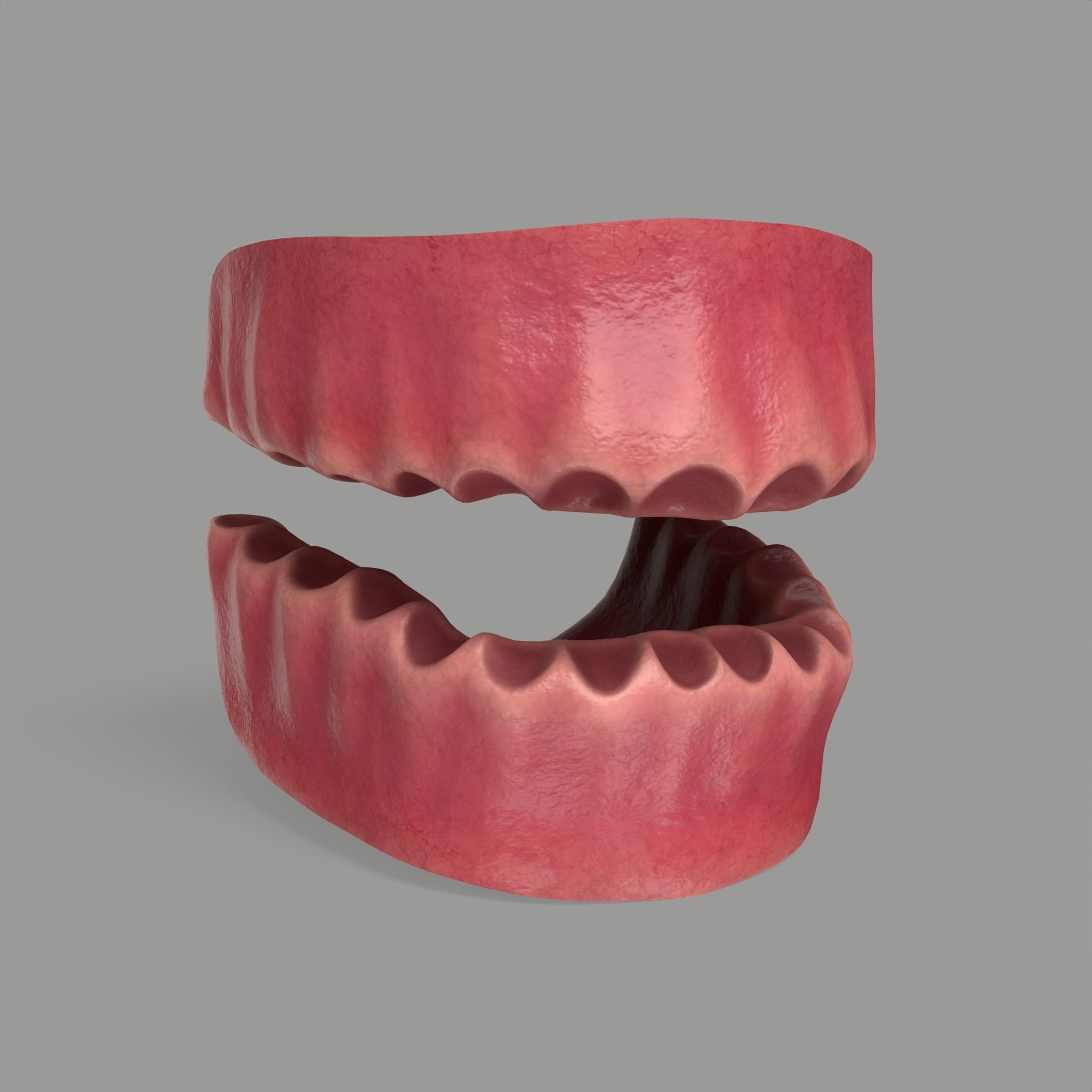 3D model Human Mouth Anatomy Teeth Gums Tongue VR / AR / low-poly ...