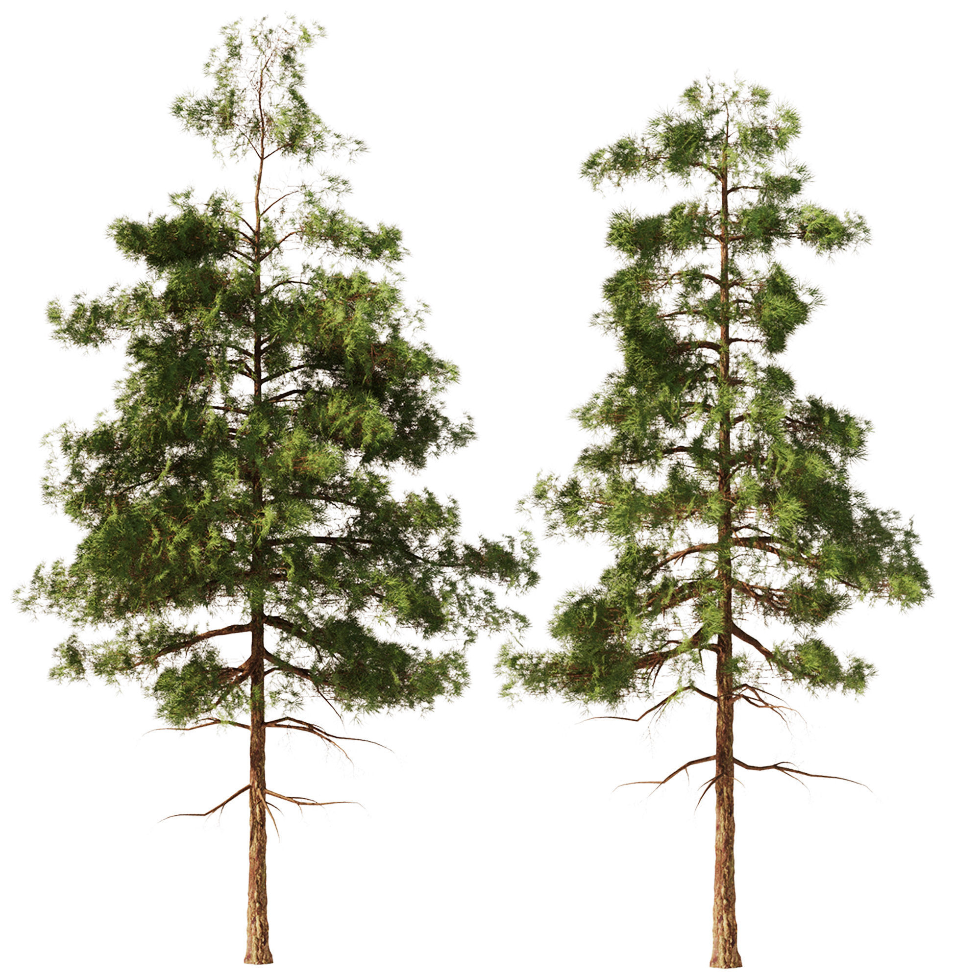 Pine tree set2 -3 Trees 3D model | CGTrader