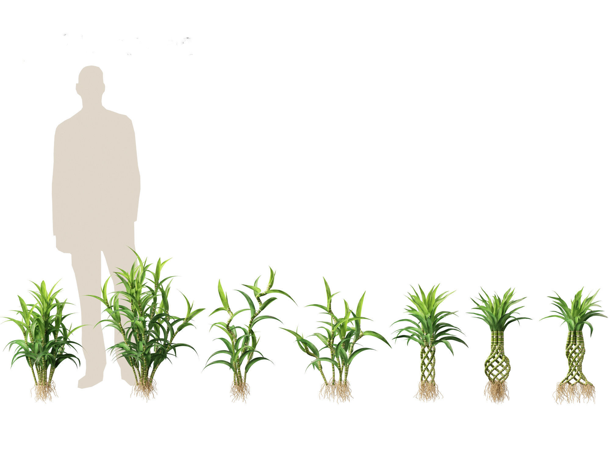 Dracaena sanderiana - Lucky Bamboo 3D model | CGTrader