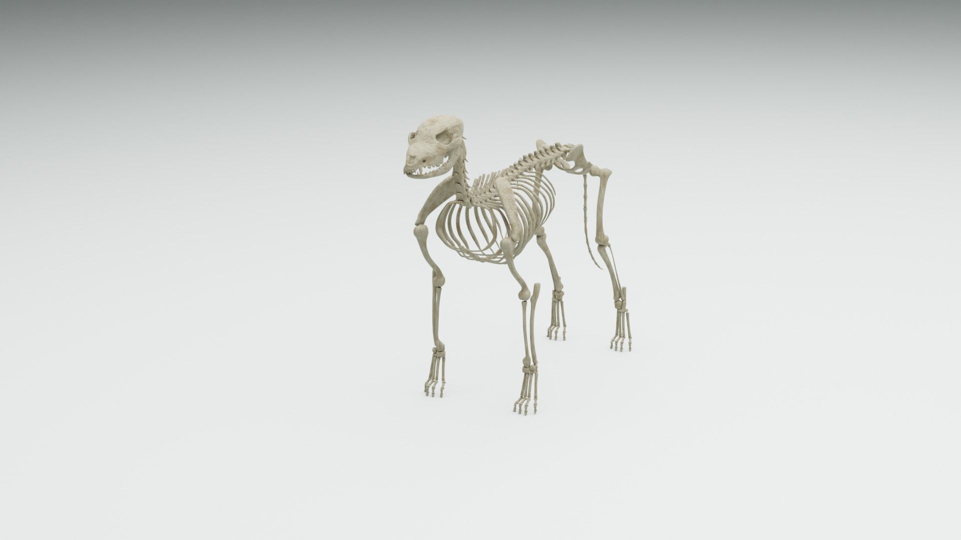 Human and Dog skeleton 3D model | CGTrader