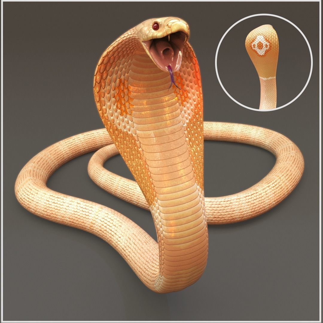 3D model Albino Monocled Cobra VR / AR / low-poly | CGTrader