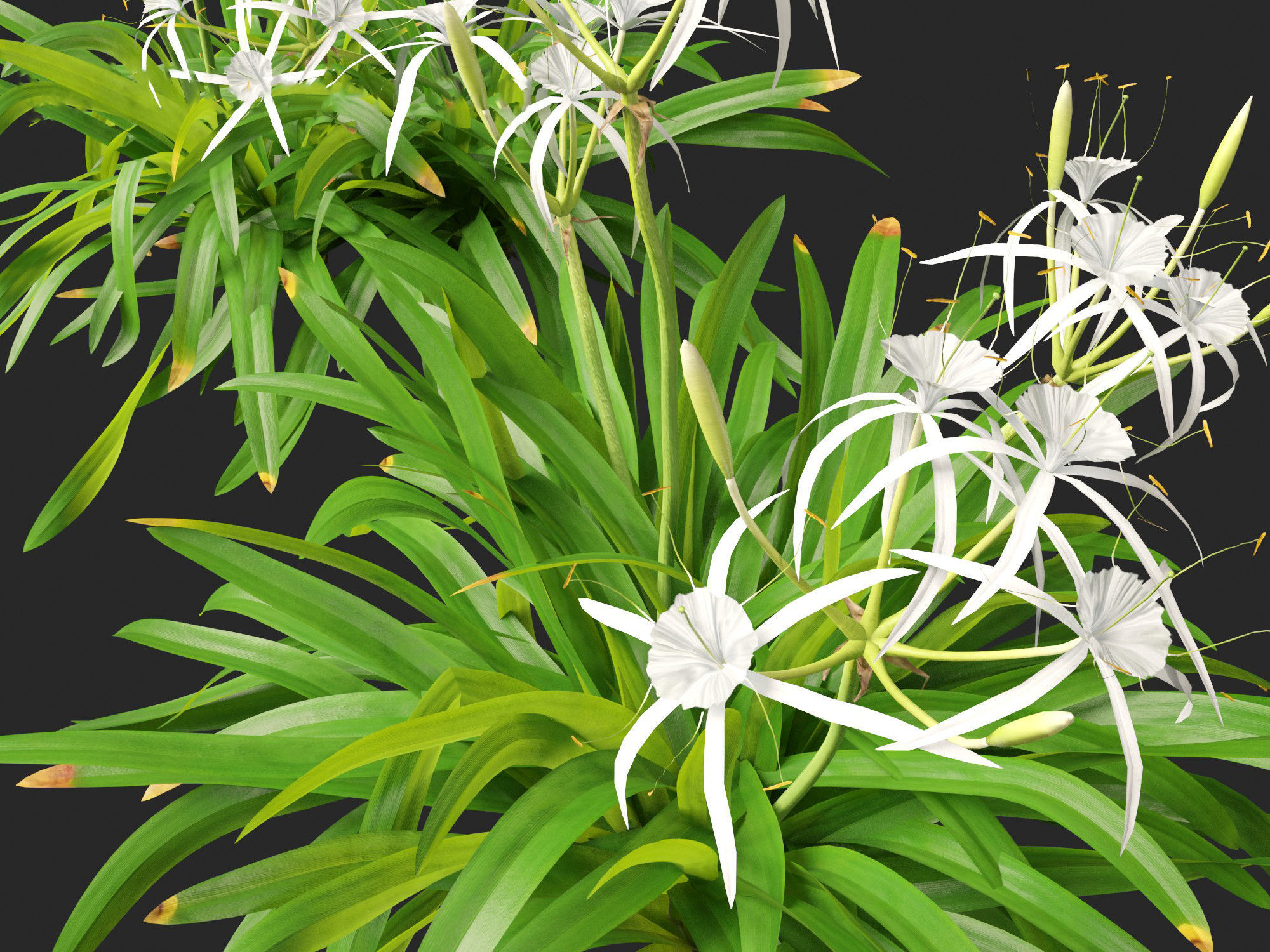 Hymenocallis littoralis - Spider Lily 3D model | CGTrader