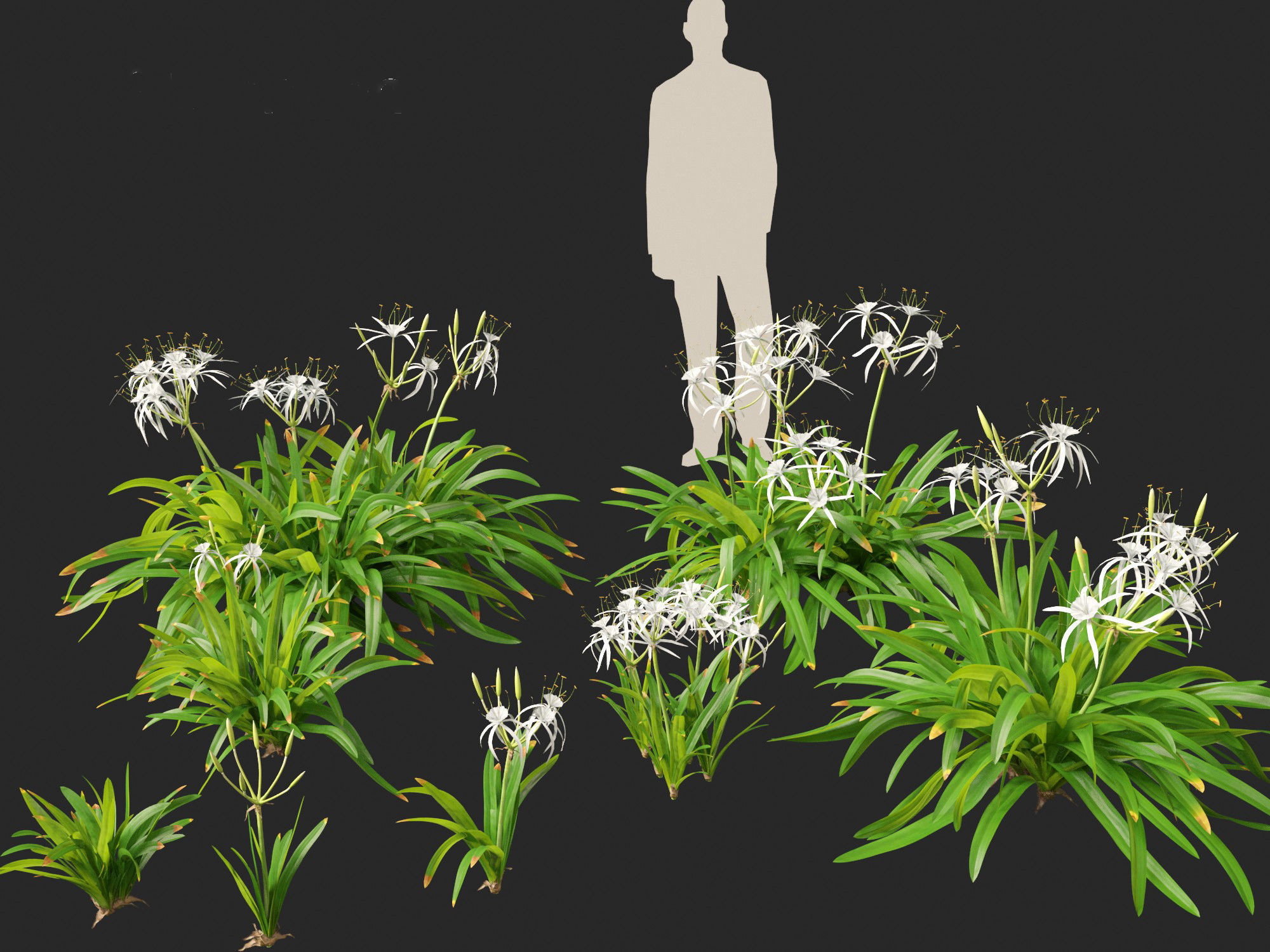 Hymenocallis littoralis - Spider Lily 3D model | CGTrader