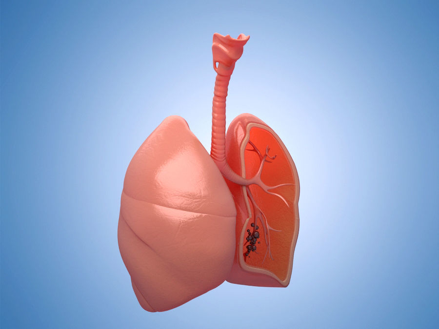 Medicine human lungs organs anatomy respiratory system 3D model | CGTrader