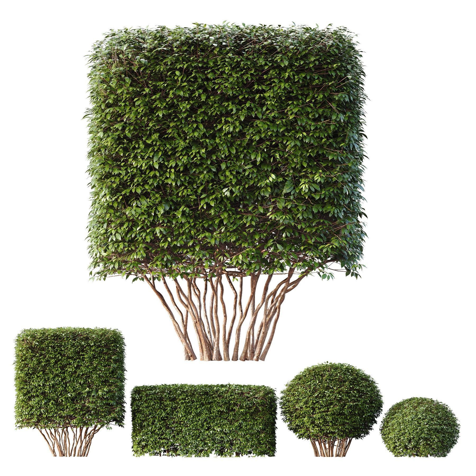 HQ Dwarf Yaupon Holly Spherical Cone Spherical Box hedge 3D model ...