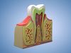 Medical Teeth Dental profile cortical structure 3D model | CGTrader