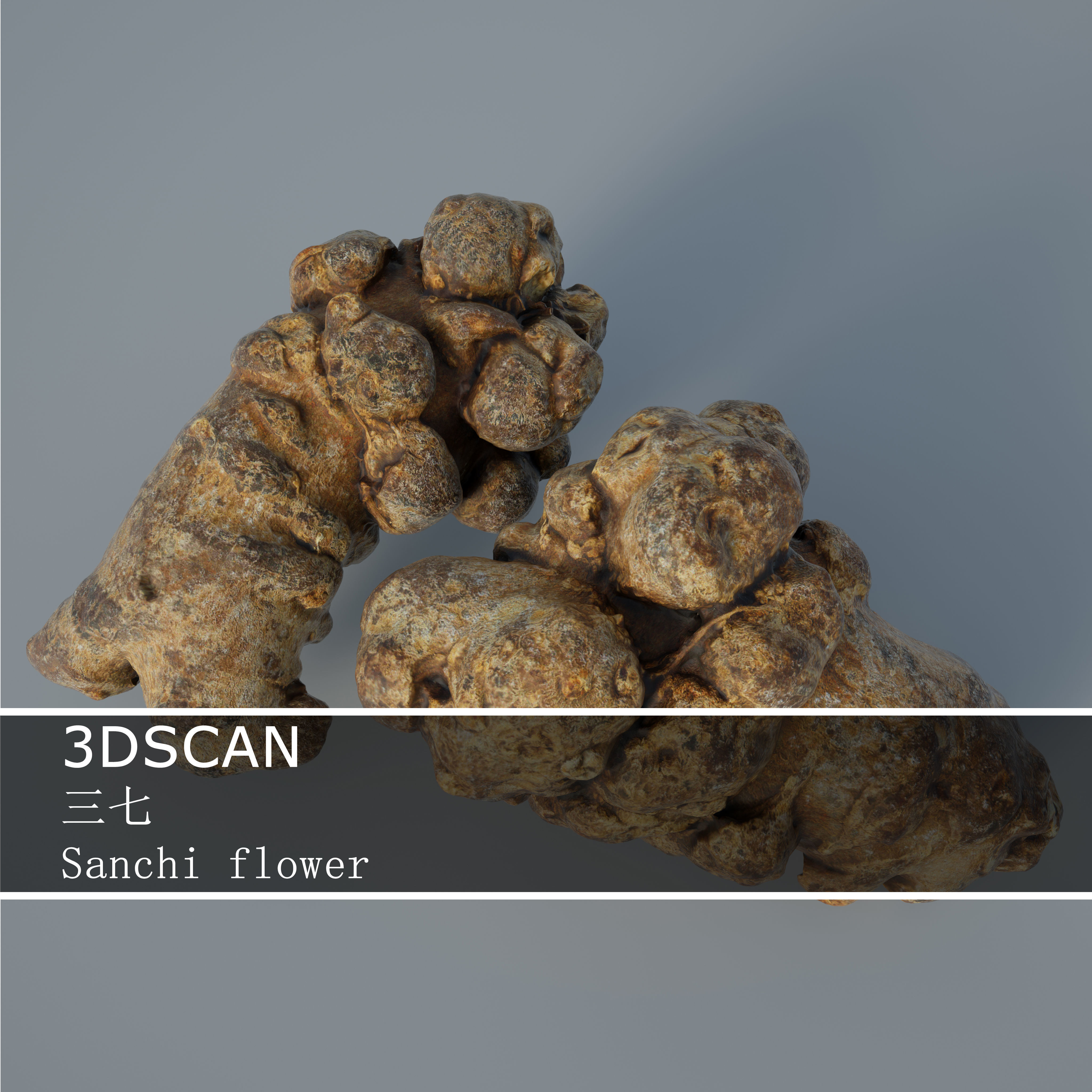 3D model 3DSCAN-Traditional Chinese Medicine-Sanchi flower VR / AR ...