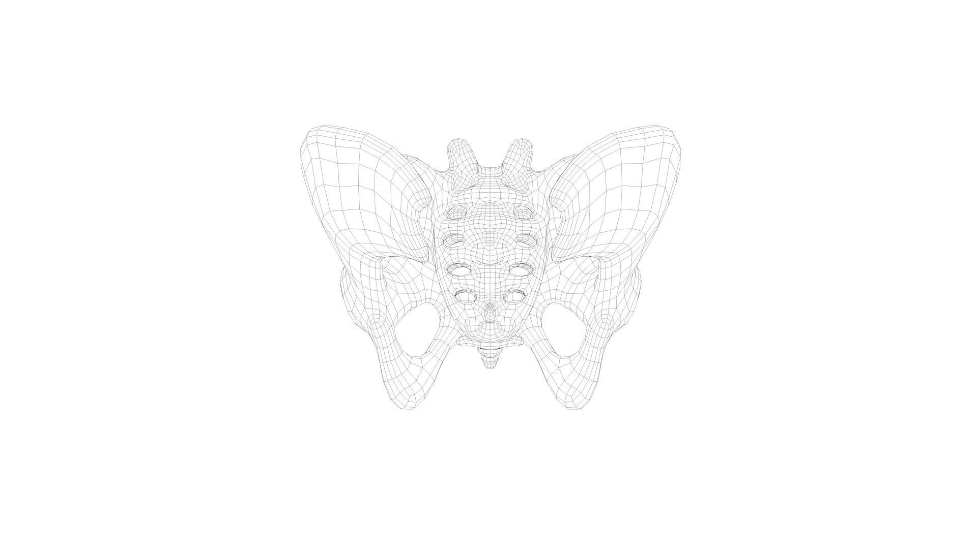 3D model Pelvis Bone VR / AR / low-poly | CGTrader