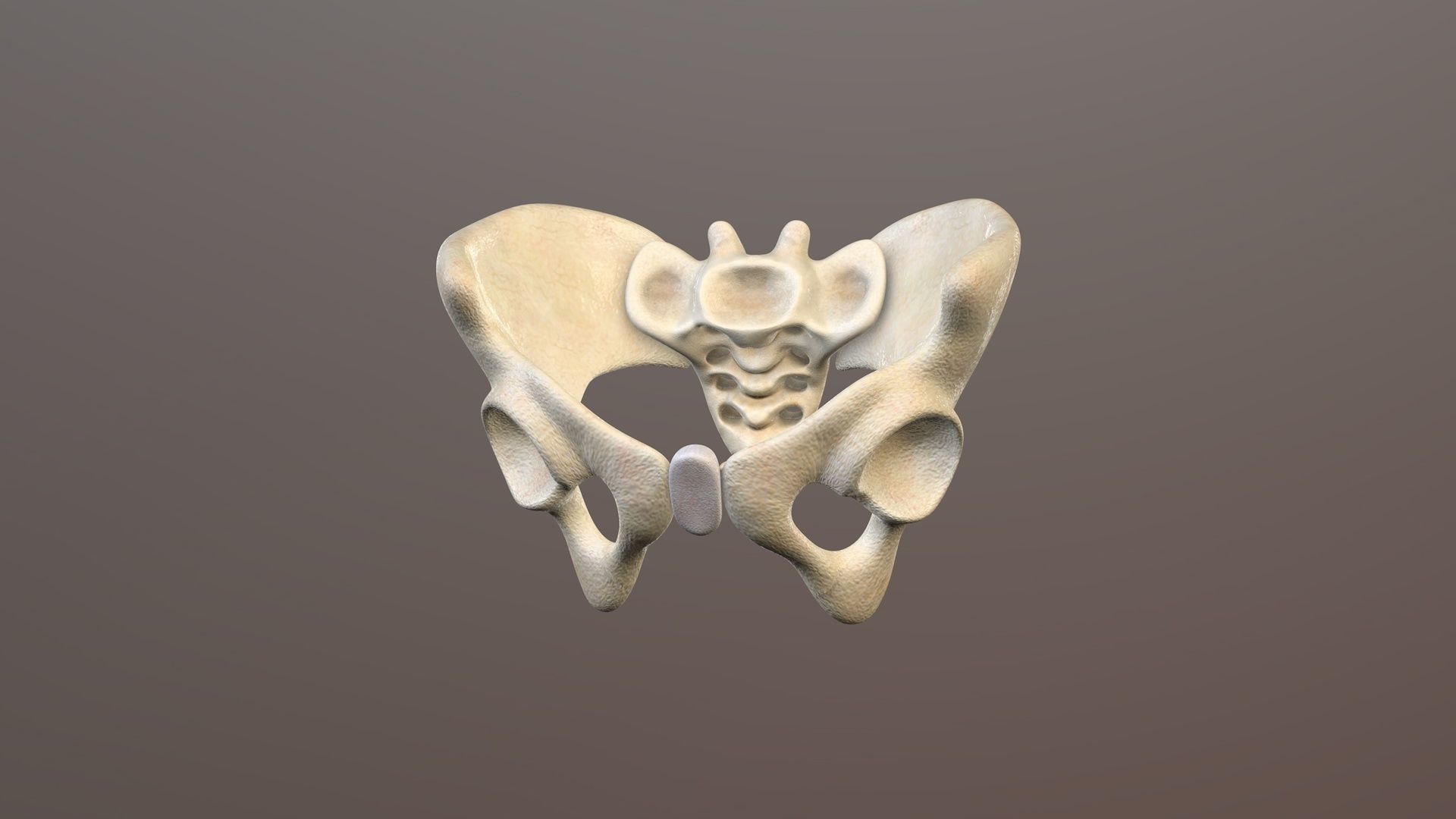 3D model Pelvis Bone VR / AR / low-poly | CGTrader