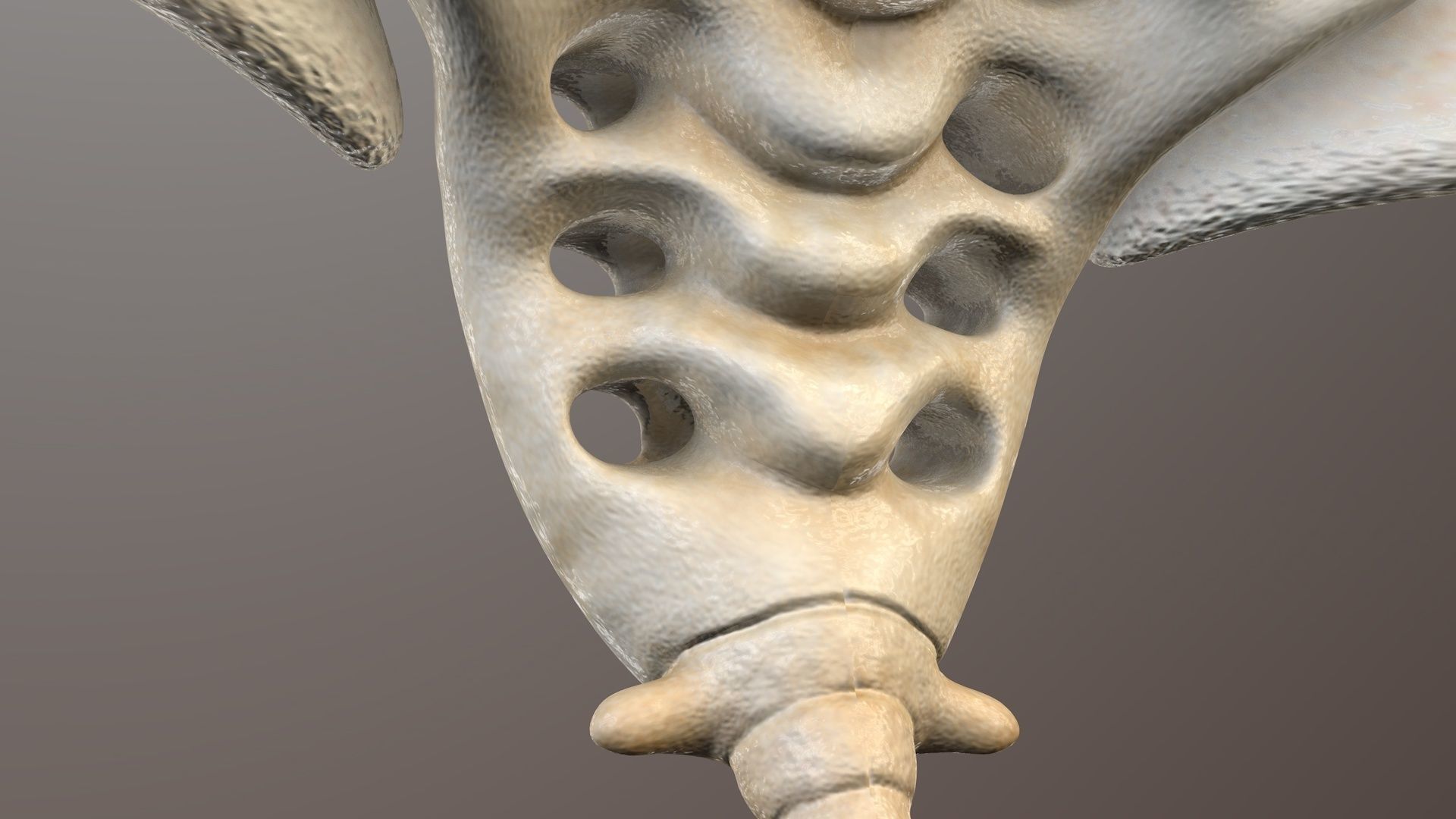 3D model Pelvis Bone VR / AR / low-poly | CGTrader