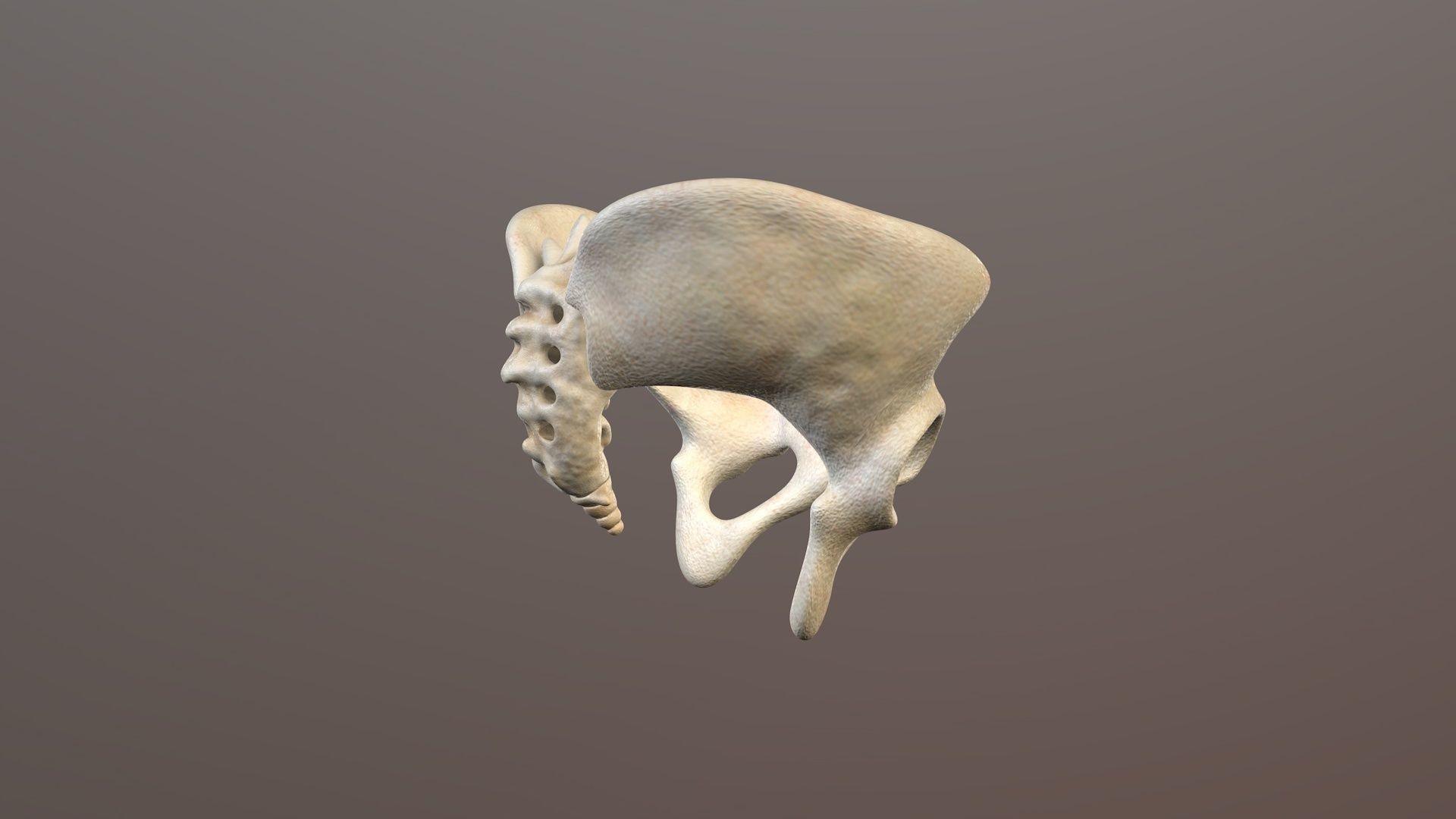 3D model Pelvis Bone VR / AR / low-poly | CGTrader
