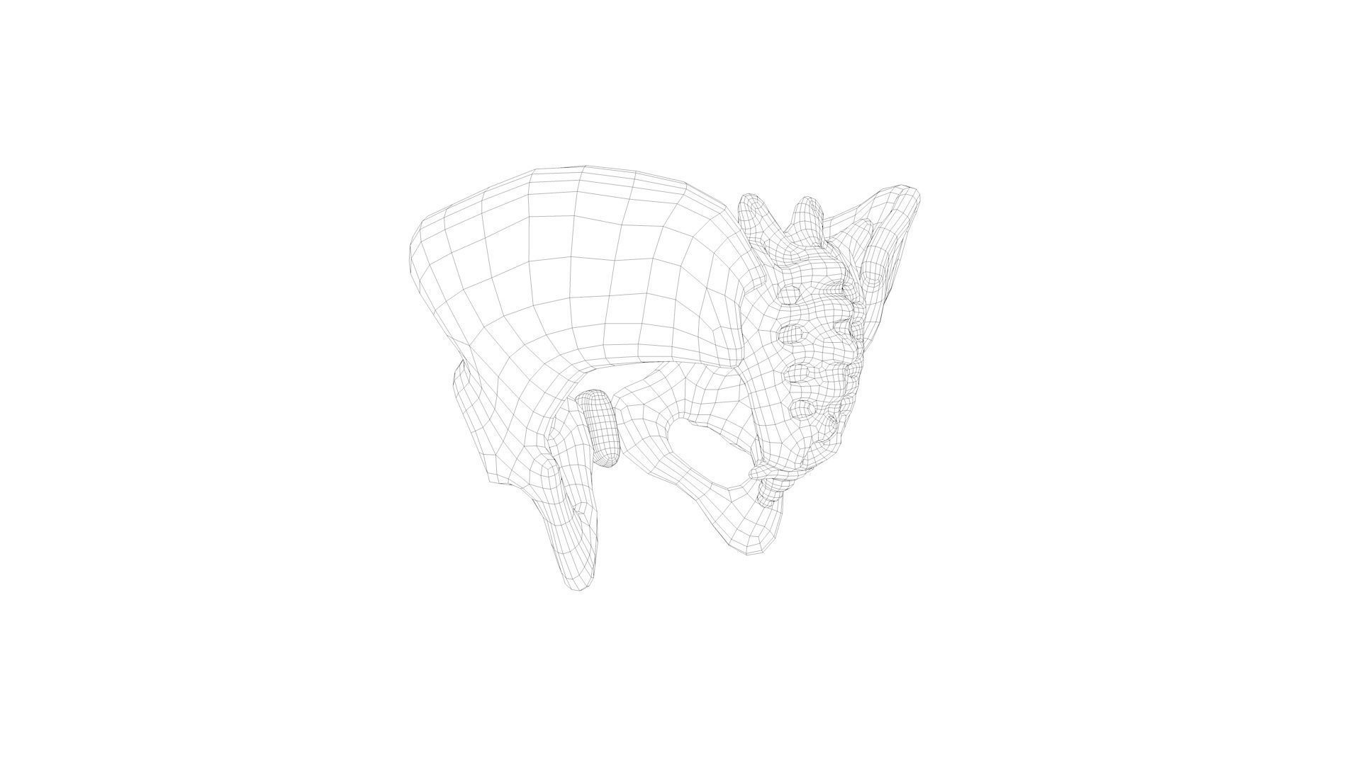 3D model Pelvis Bone VR / AR / low-poly | CGTrader