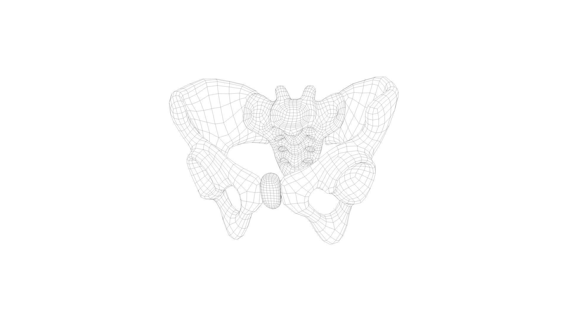 3D model Pelvis Bone VR / AR / low-poly | CGTrader