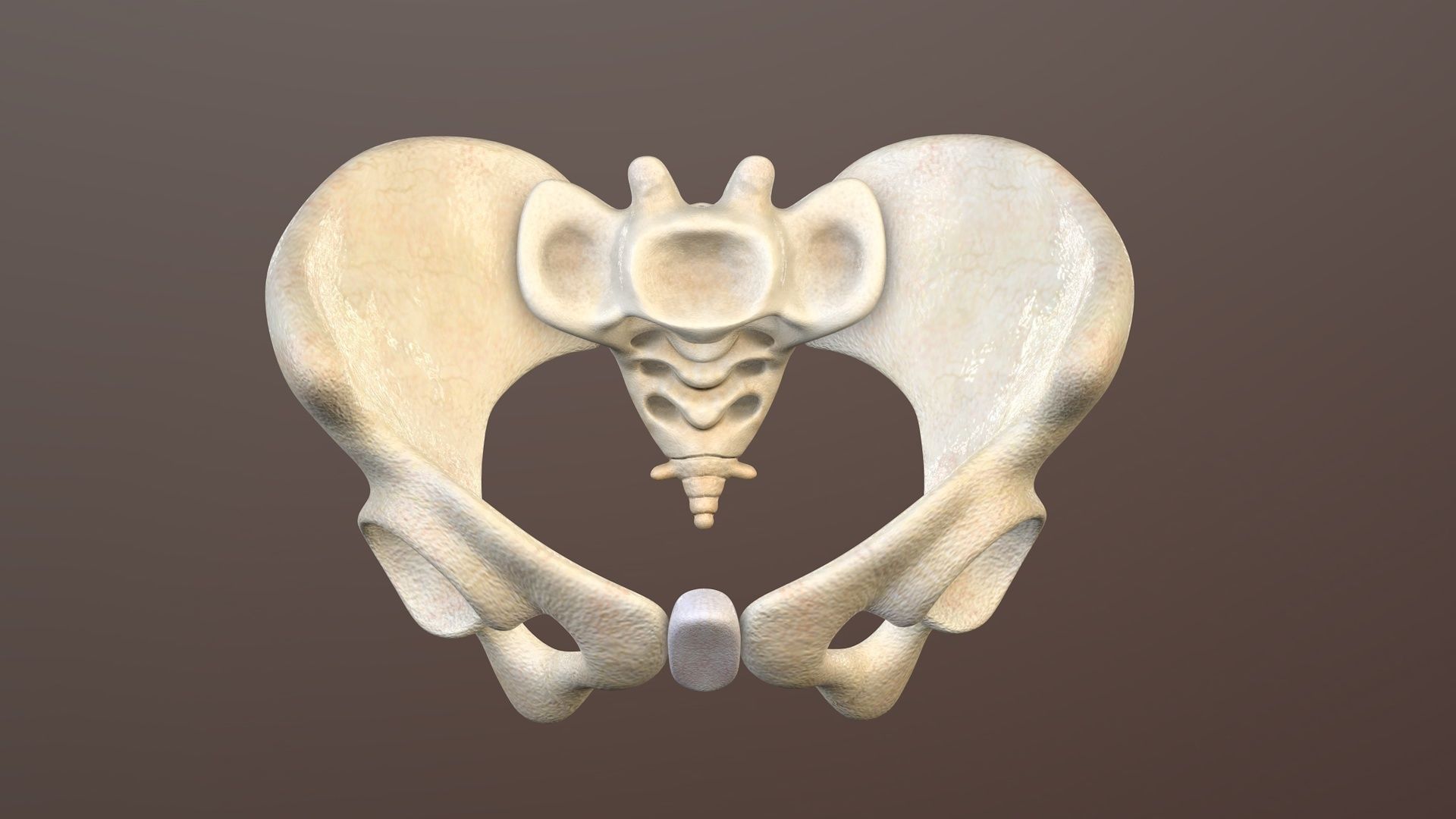 3D model Pelvis Bone VR / AR / low-poly | CGTrader