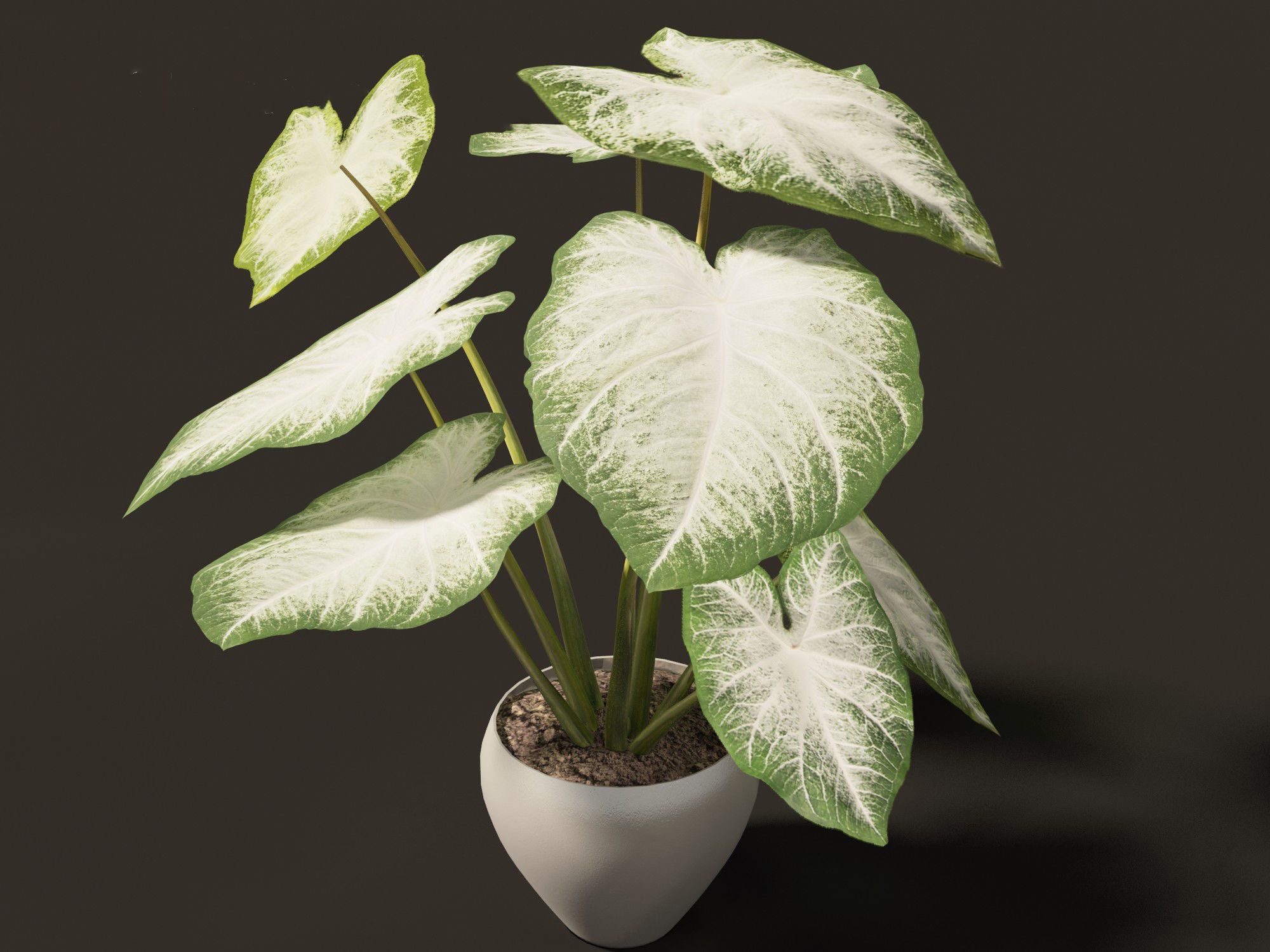 Caladium Aaron - Angel Wings 3D model | CGTrader