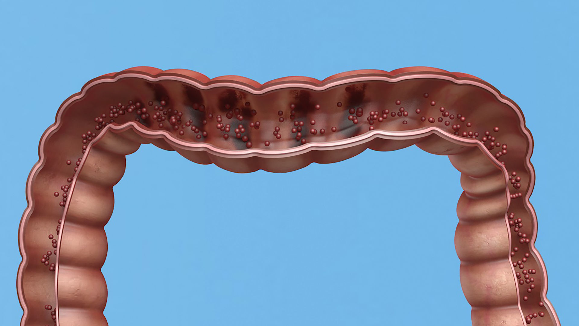 Enterotoxin demonstration internal organs anatomy 3D model | CGTrader