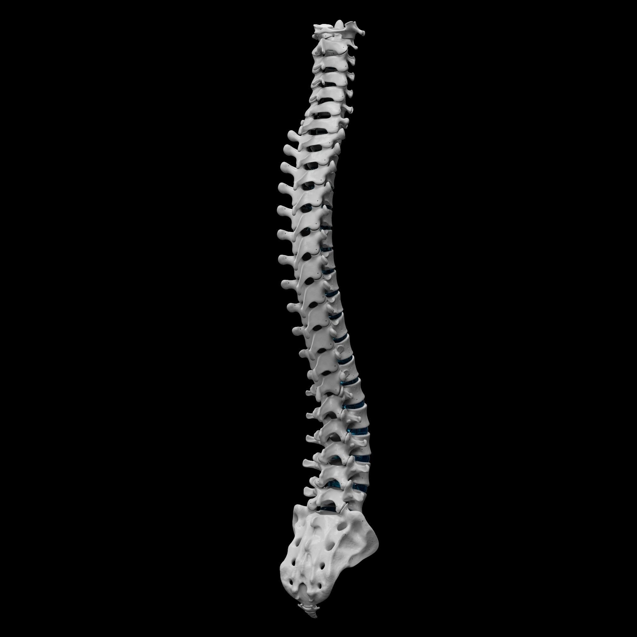 Human Spine - Vertebral Column 3D model 3D printable | CGTrader