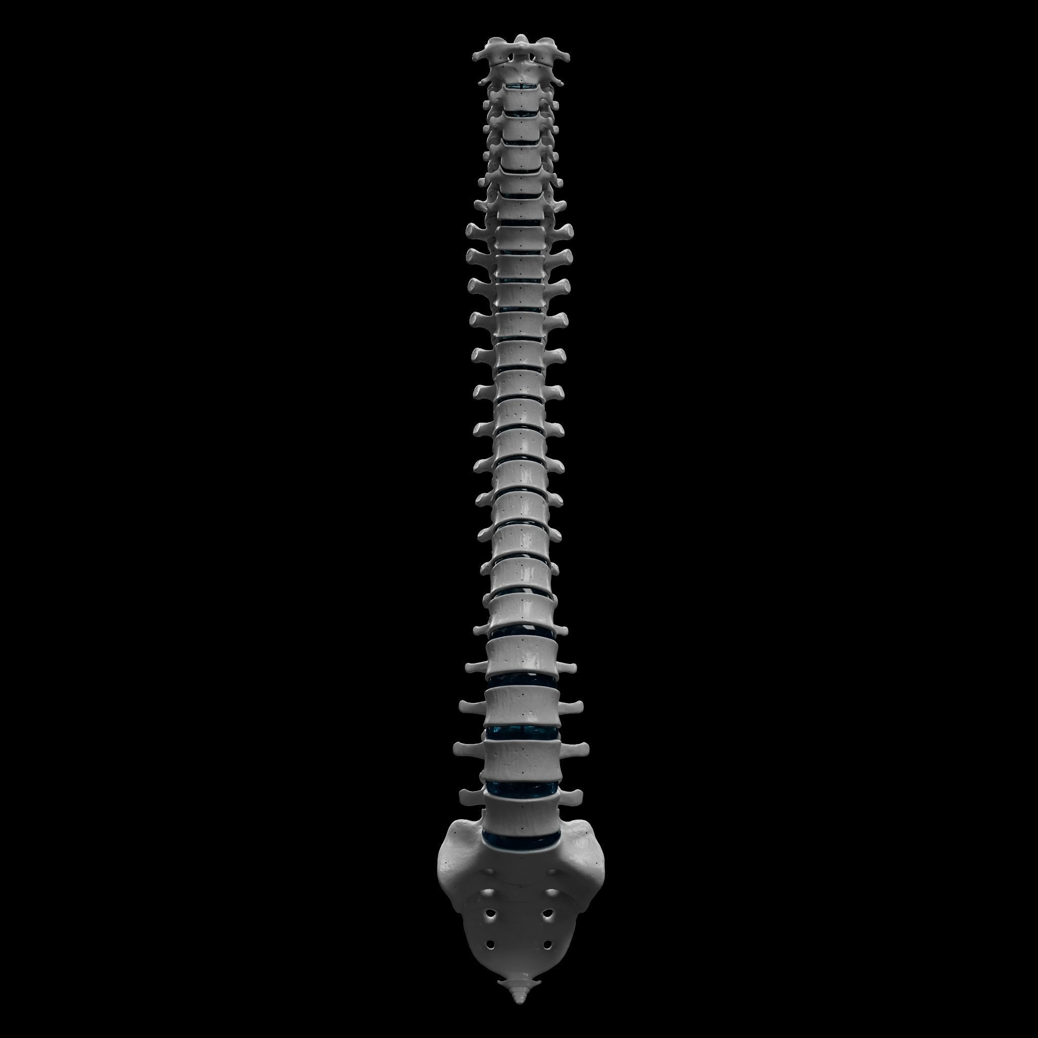 Human Spine - Vertebral Column 3D model 3D printable | CGTrader