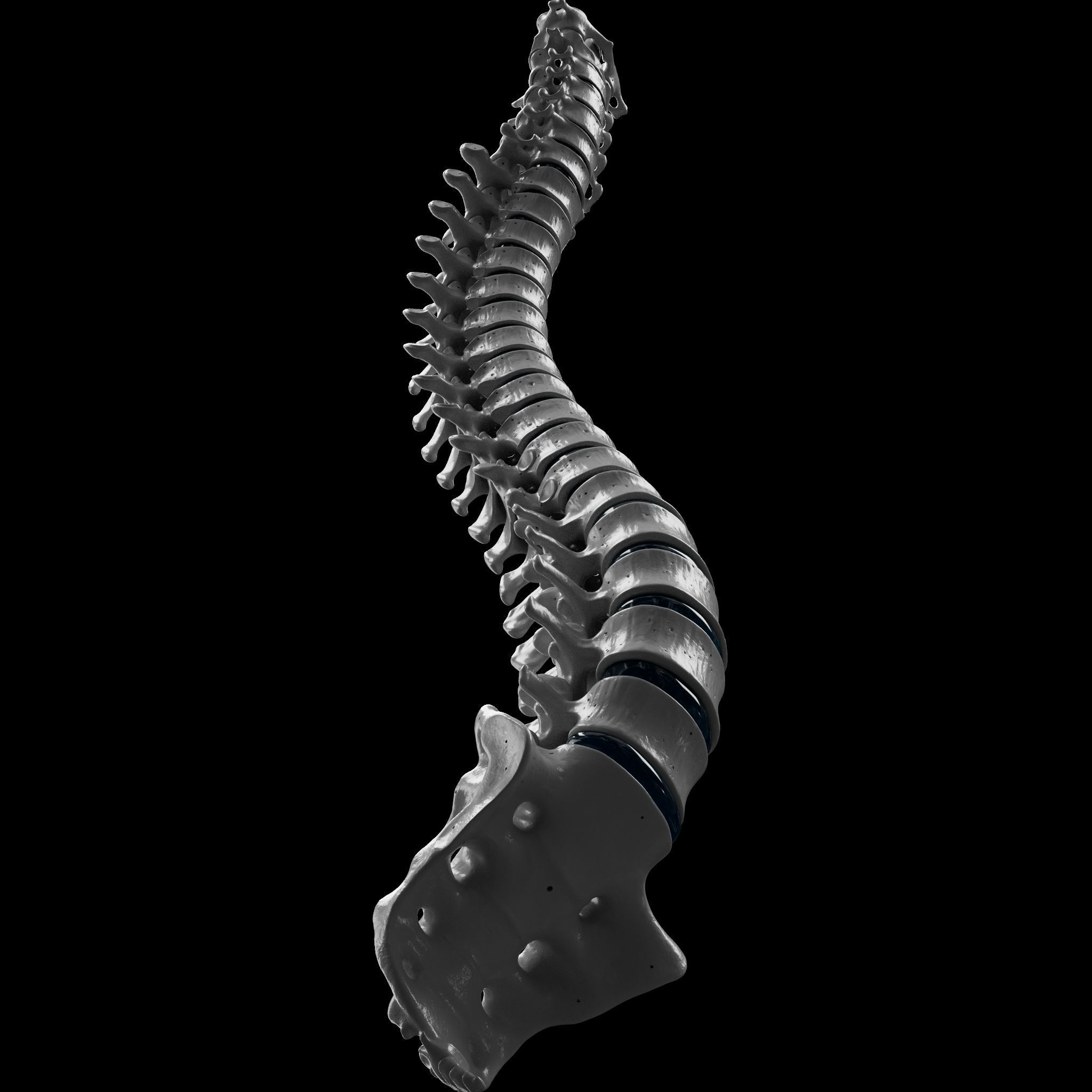Human Spine - Vertebral Column 3D model 3D printable | CGTrader
