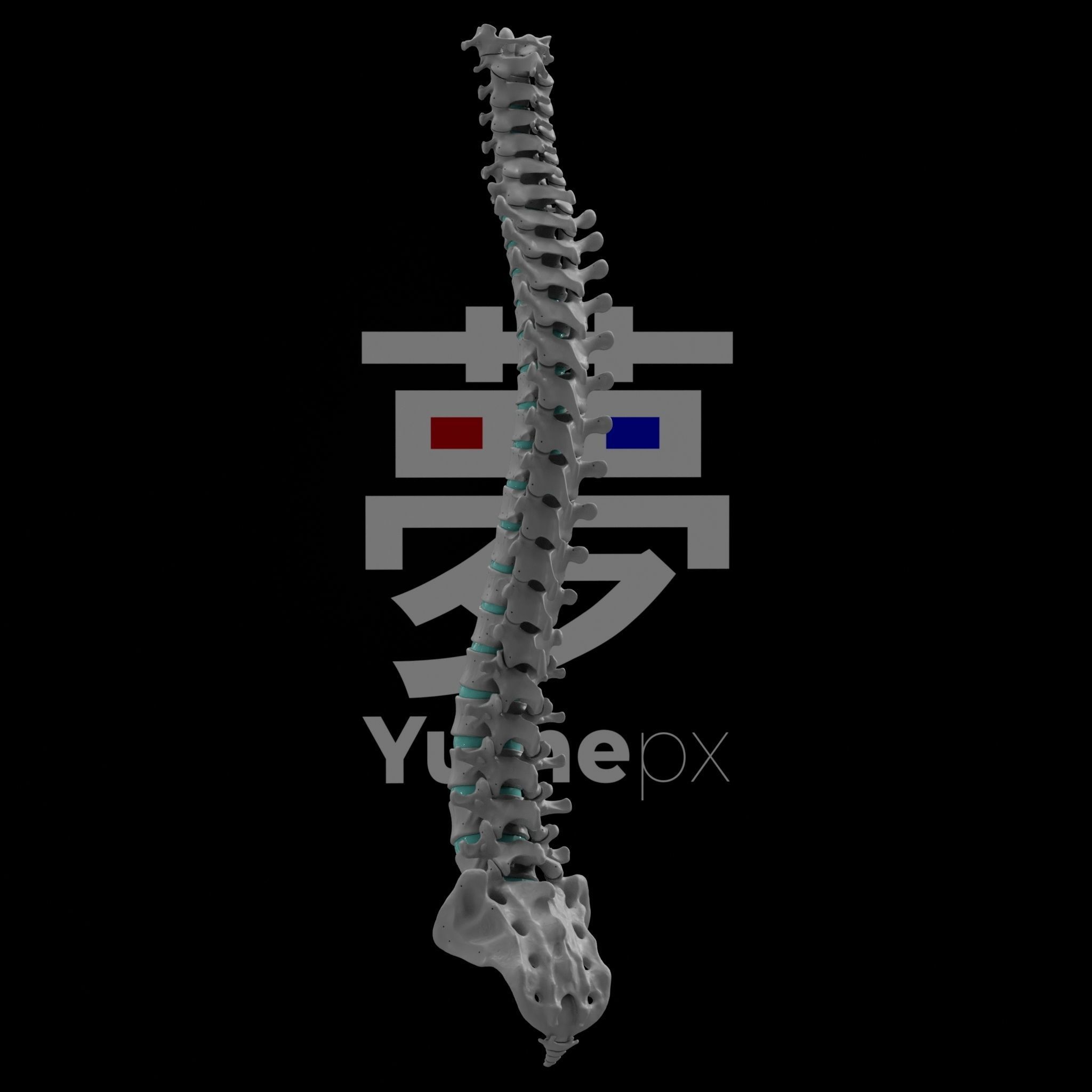 Human Spine - Vertebral Column 3D model 3D printable | CGTrader