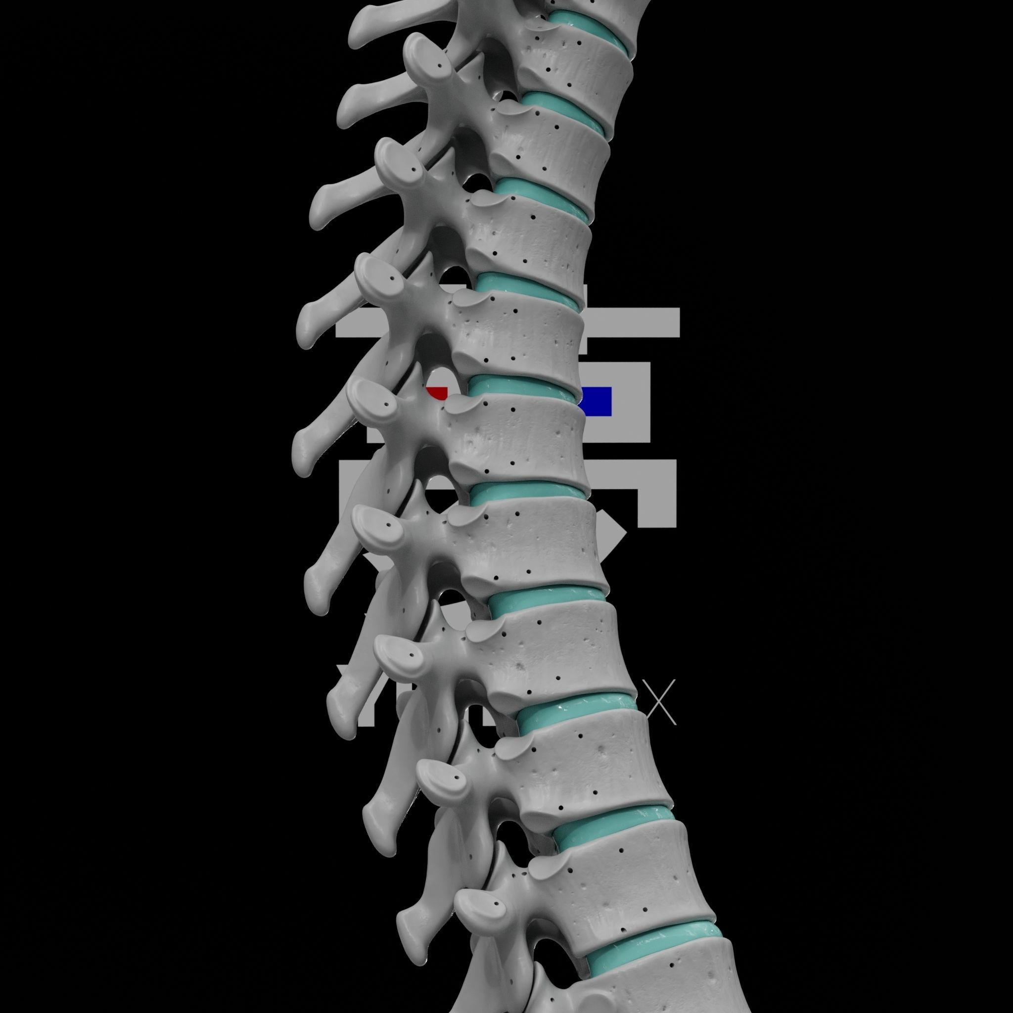 Human Spine - Vertebral Column 3D model 3D printable | CGTrader