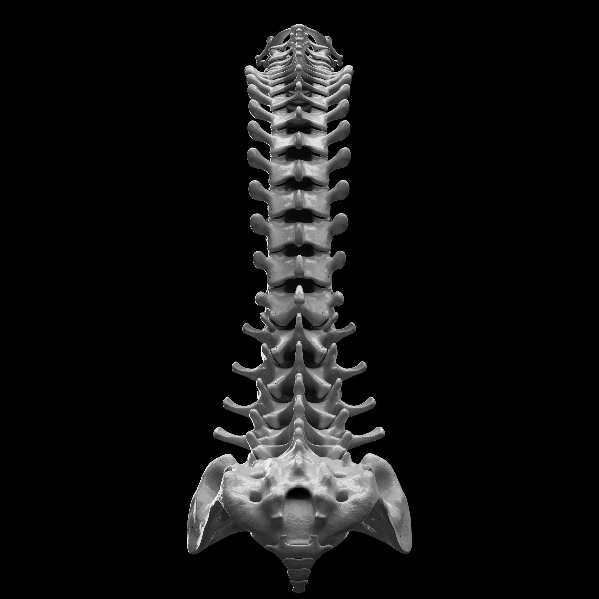 Human Spine - Vertebral Column 3D model 3D printable | CGTrader