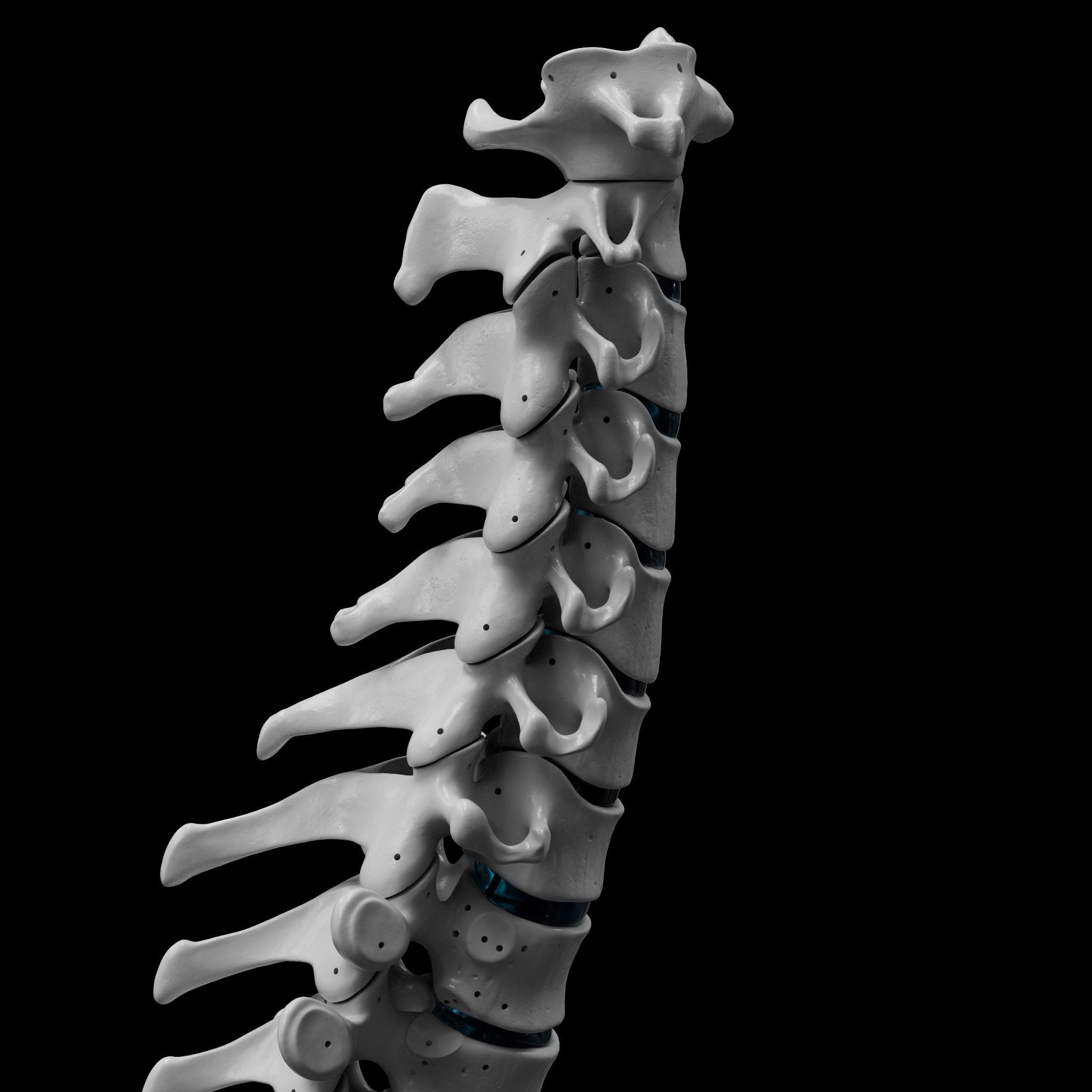 Human Spine - Vertebral Column 3D model 3D printable | CGTrader