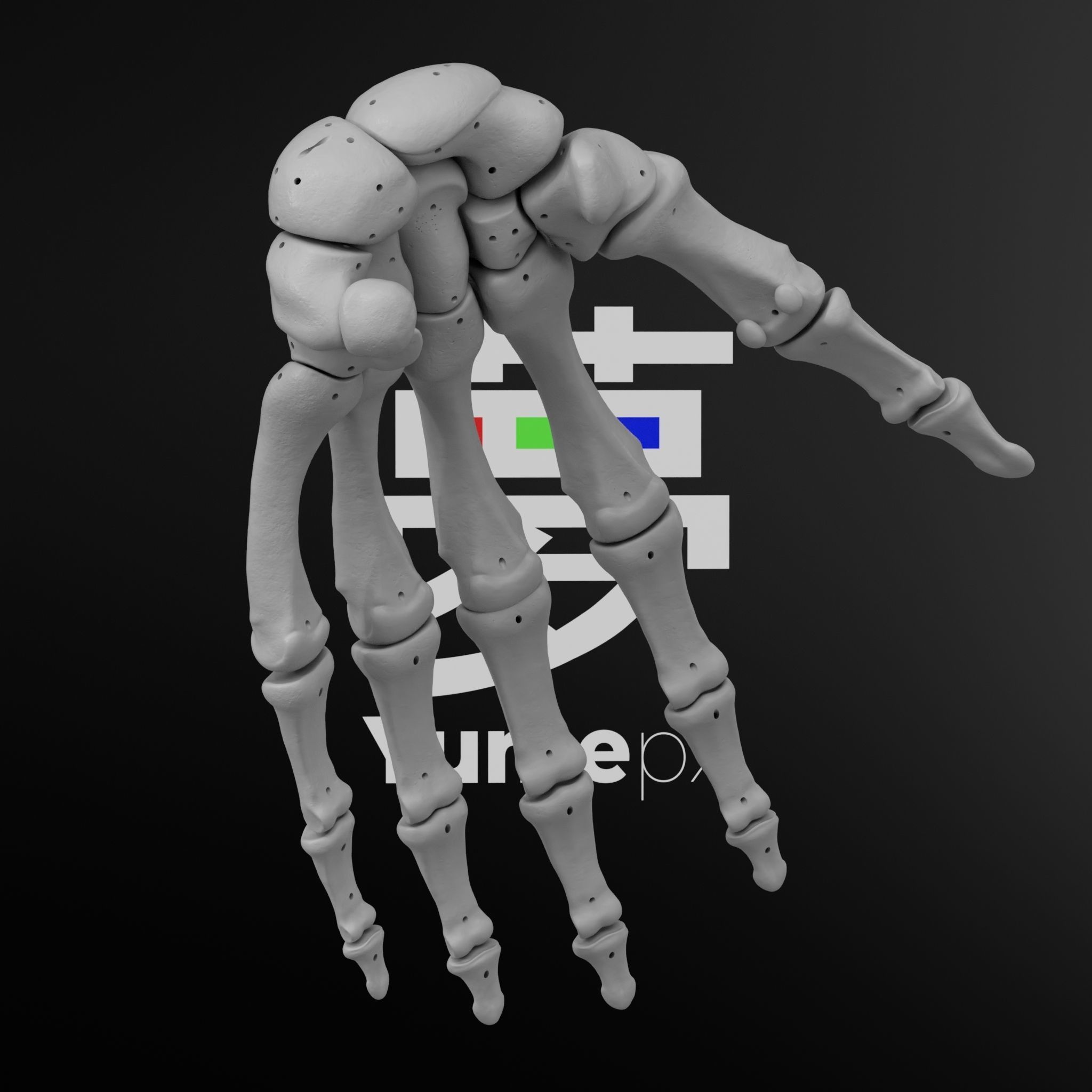 Human Rt Hand Bones 3D model 3D printable | CGTrader