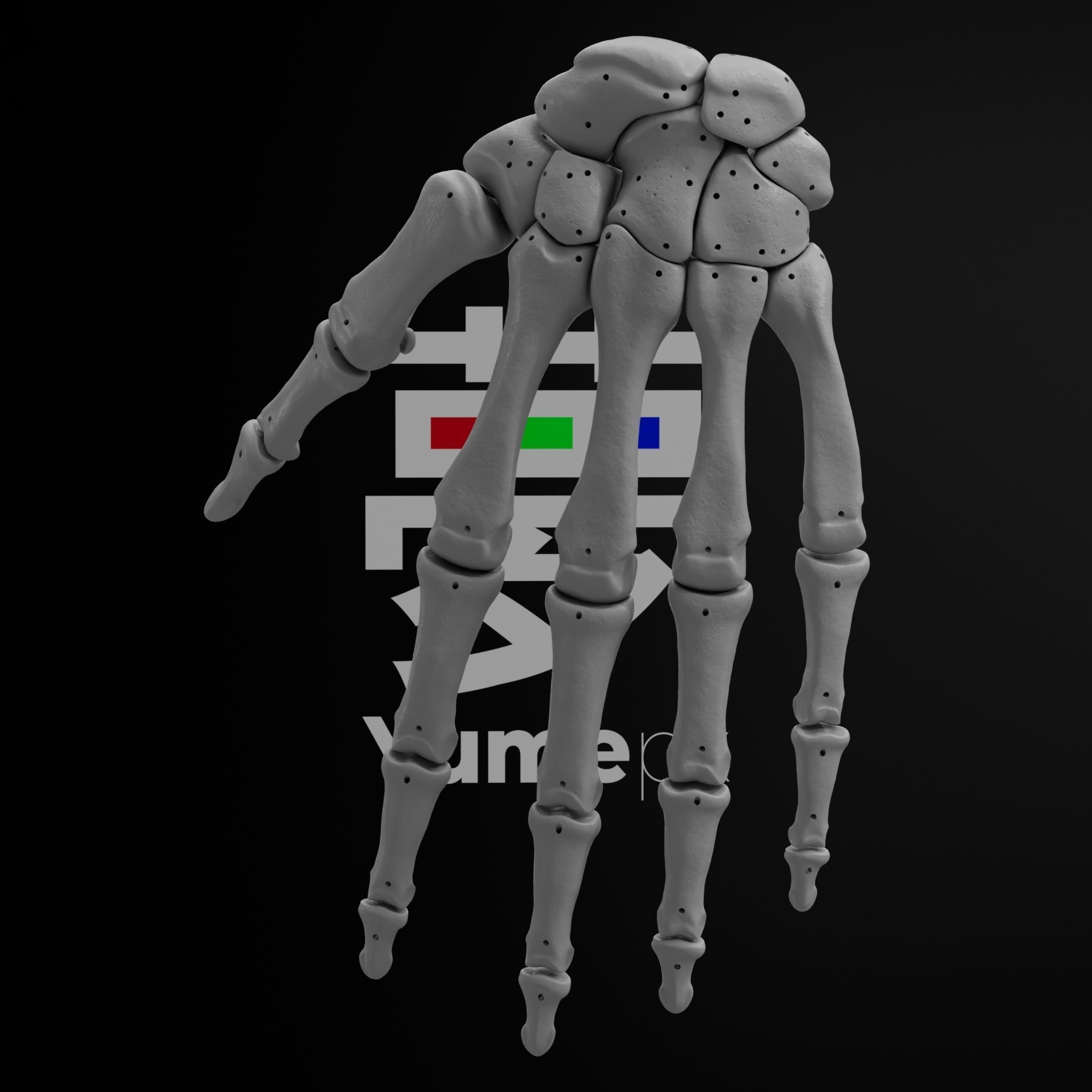 Human Rt Hand Bones 3D model 3D printable | CGTrader