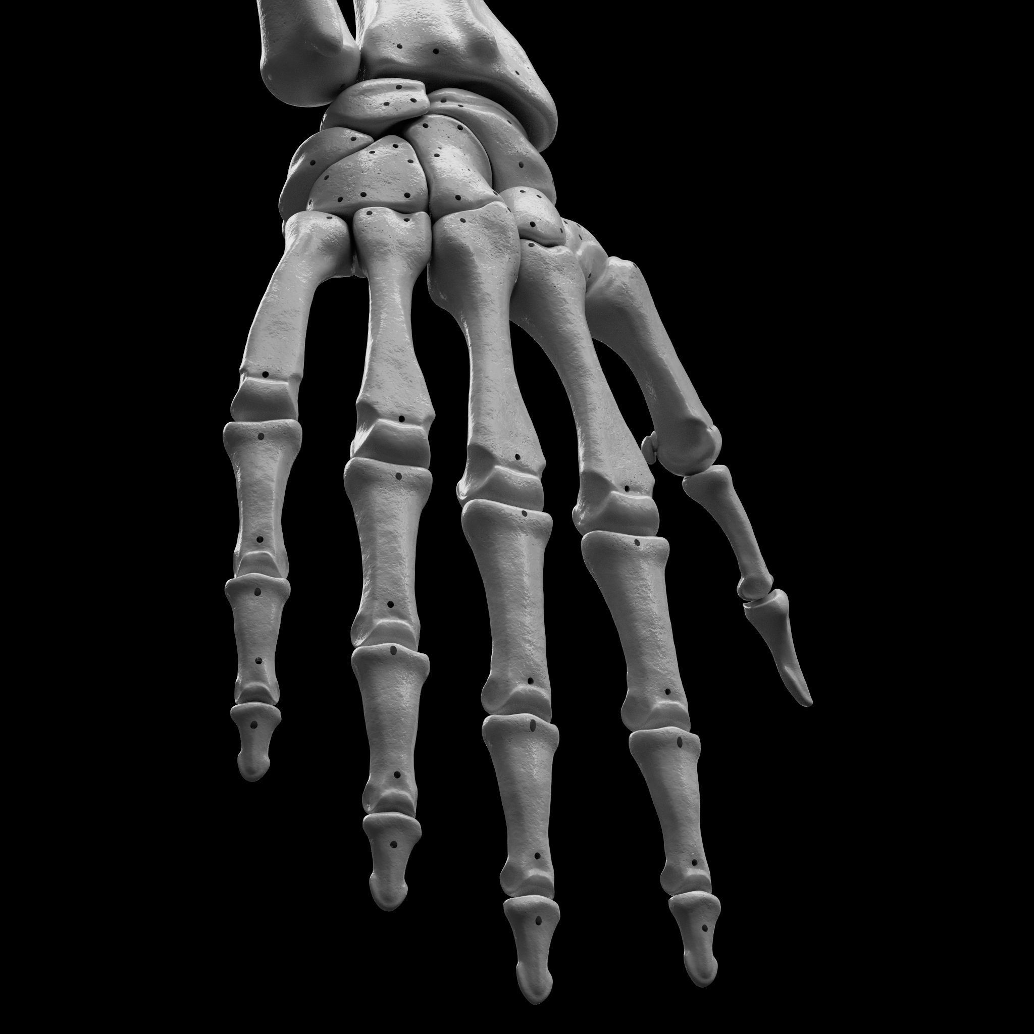 Human Rt Arm and Hand bones 3D model 3D printable | CGTrader