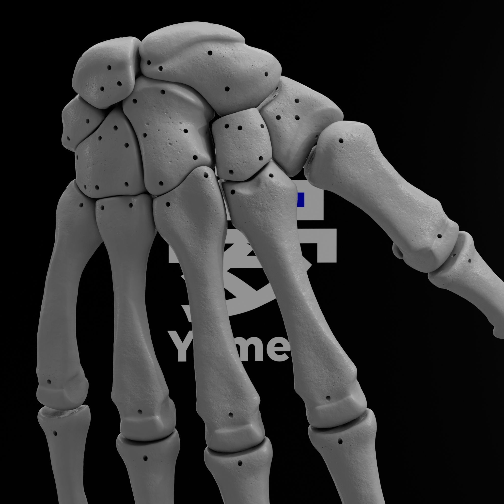 Human Rt Arm and Hand bones 3D model 3D printable | CGTrader
