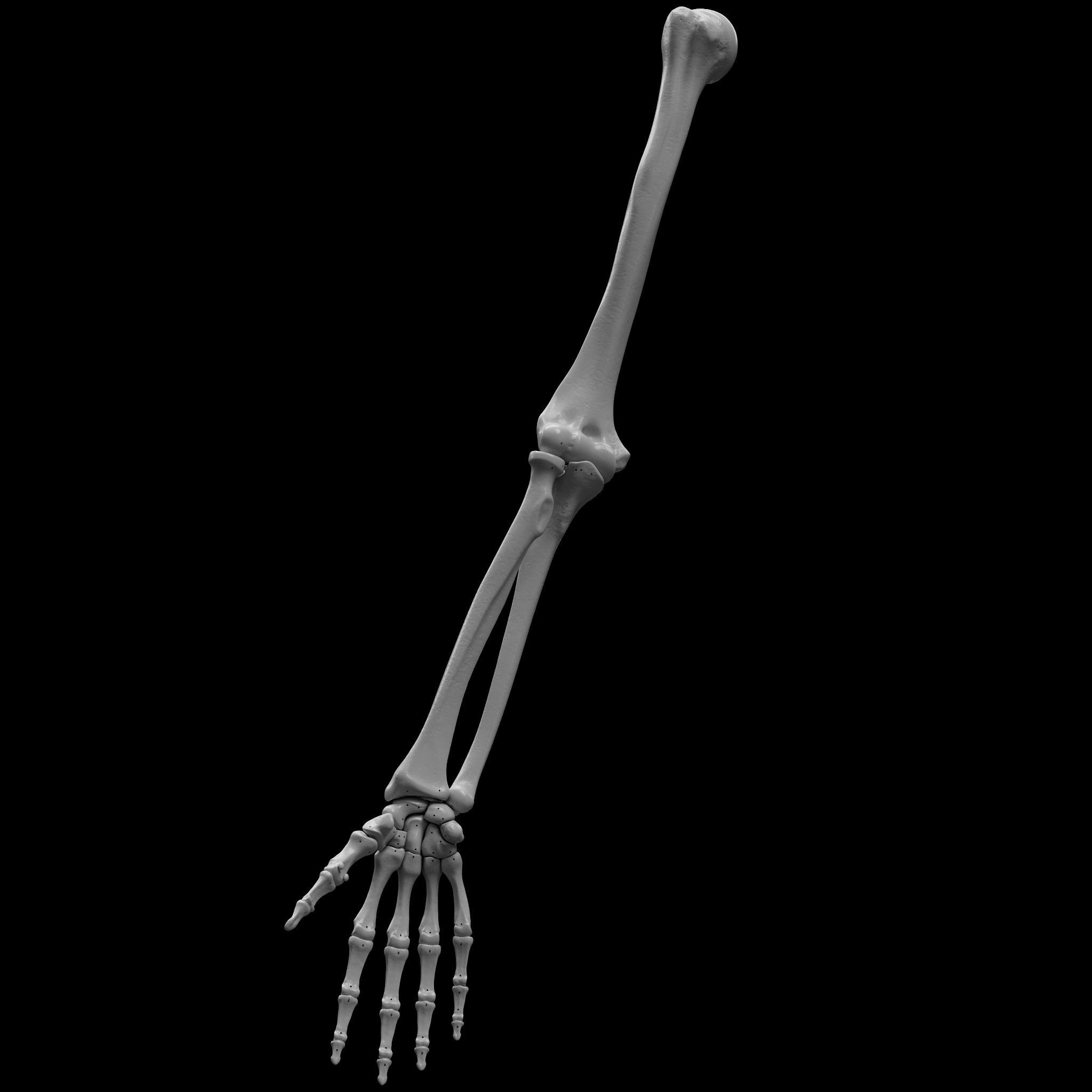 Human Rt Arm and Hand bones 3D model 3D printable | CGTrader