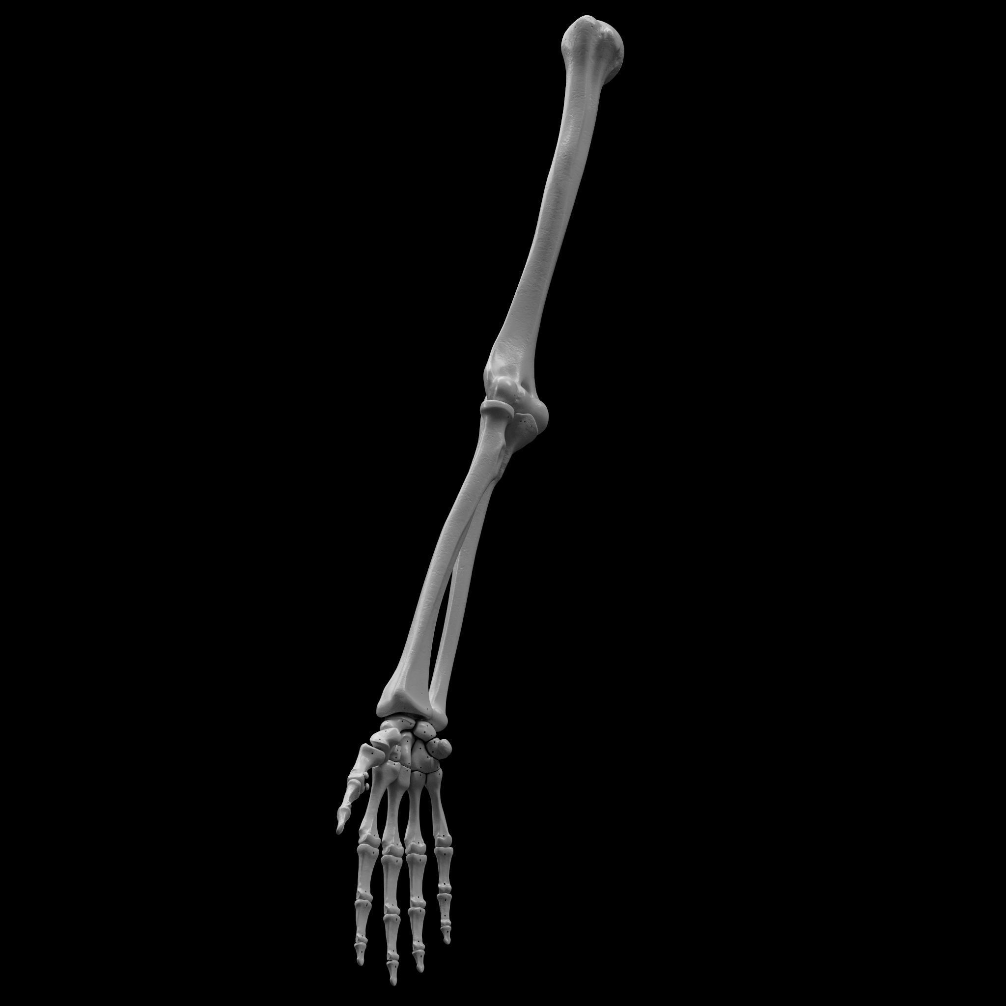 Human Rt Arm and Hand bones 3D model 3D printable | CGTrader