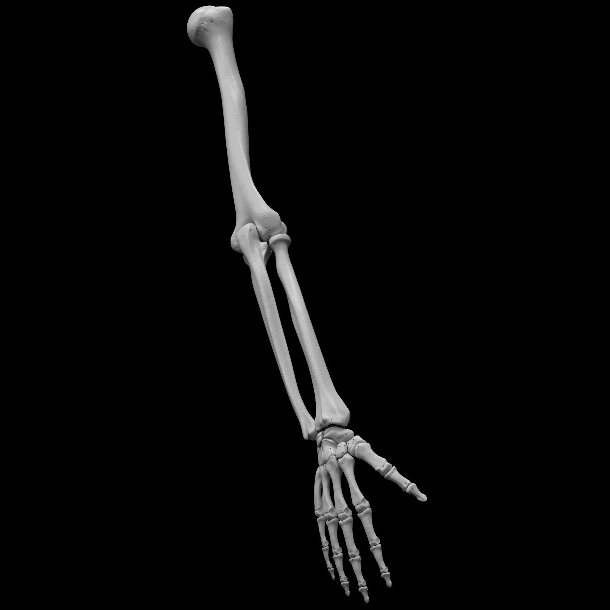 Human Rt Arm and Hand bones 3D model 3D printable | CGTrader
